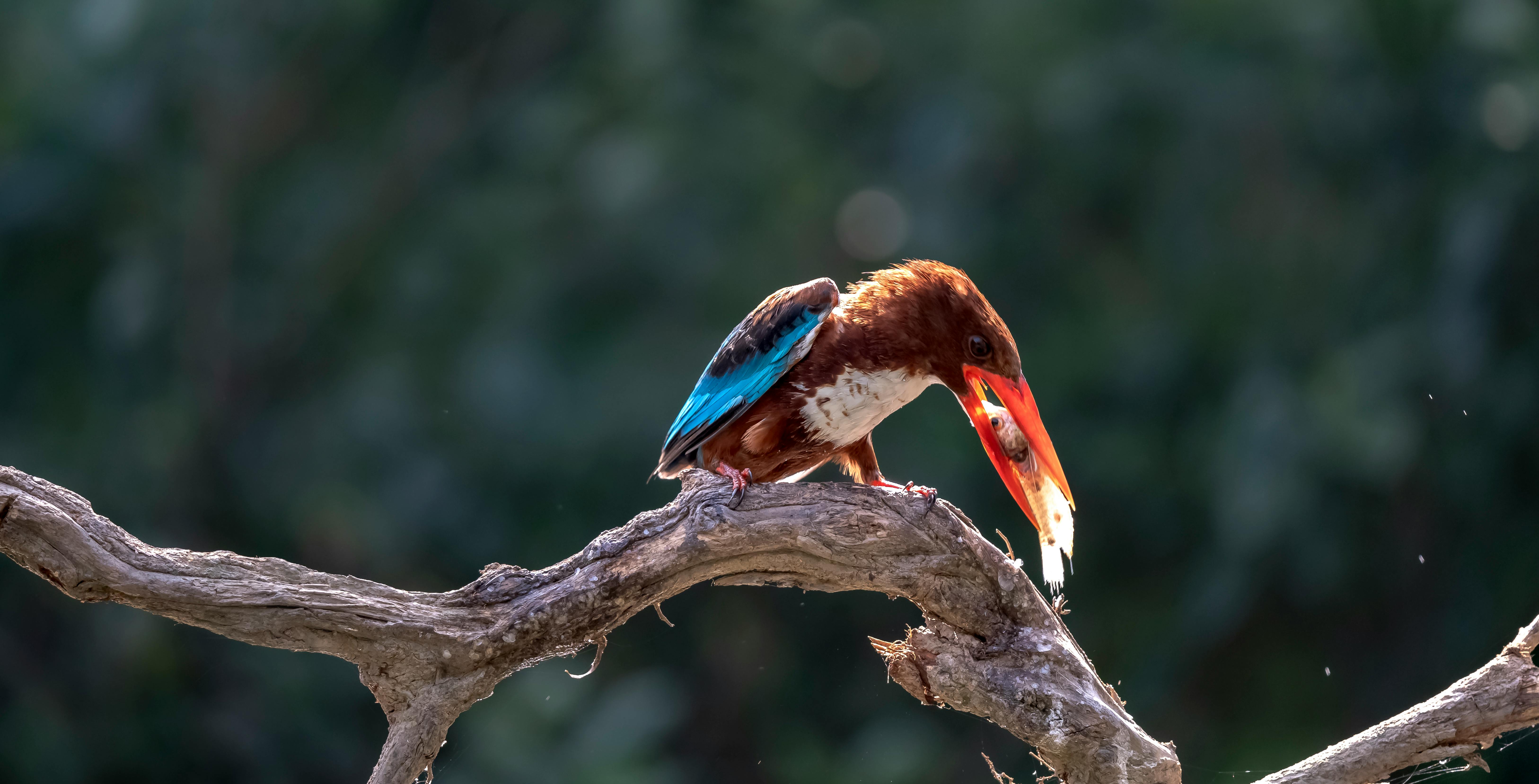 Kingfisher Perched on Branch in Natural Habitat · Free Stock Photo