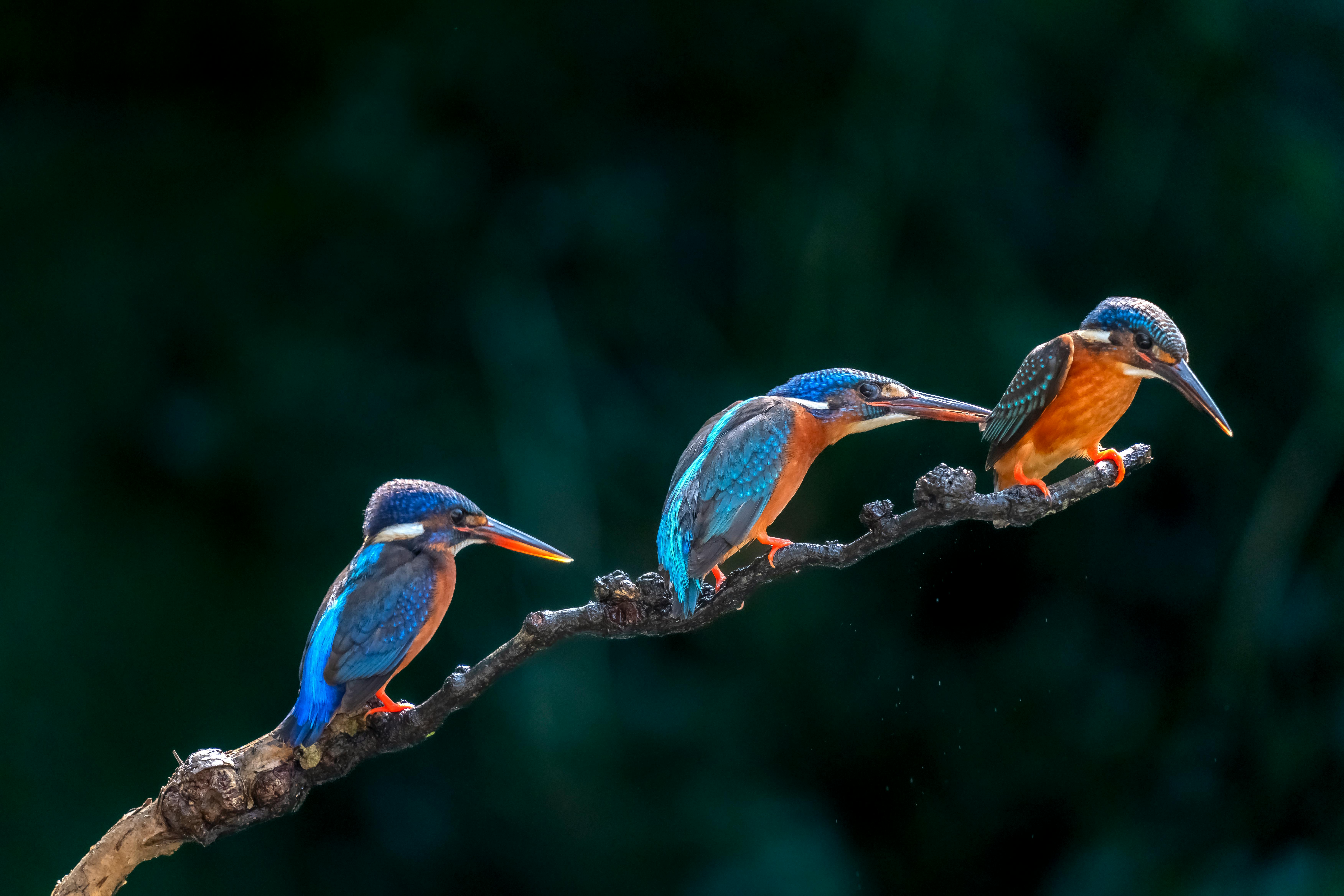 Kingfisher Image Photos, Download The BEST Free Kingfisher Image Stock ...