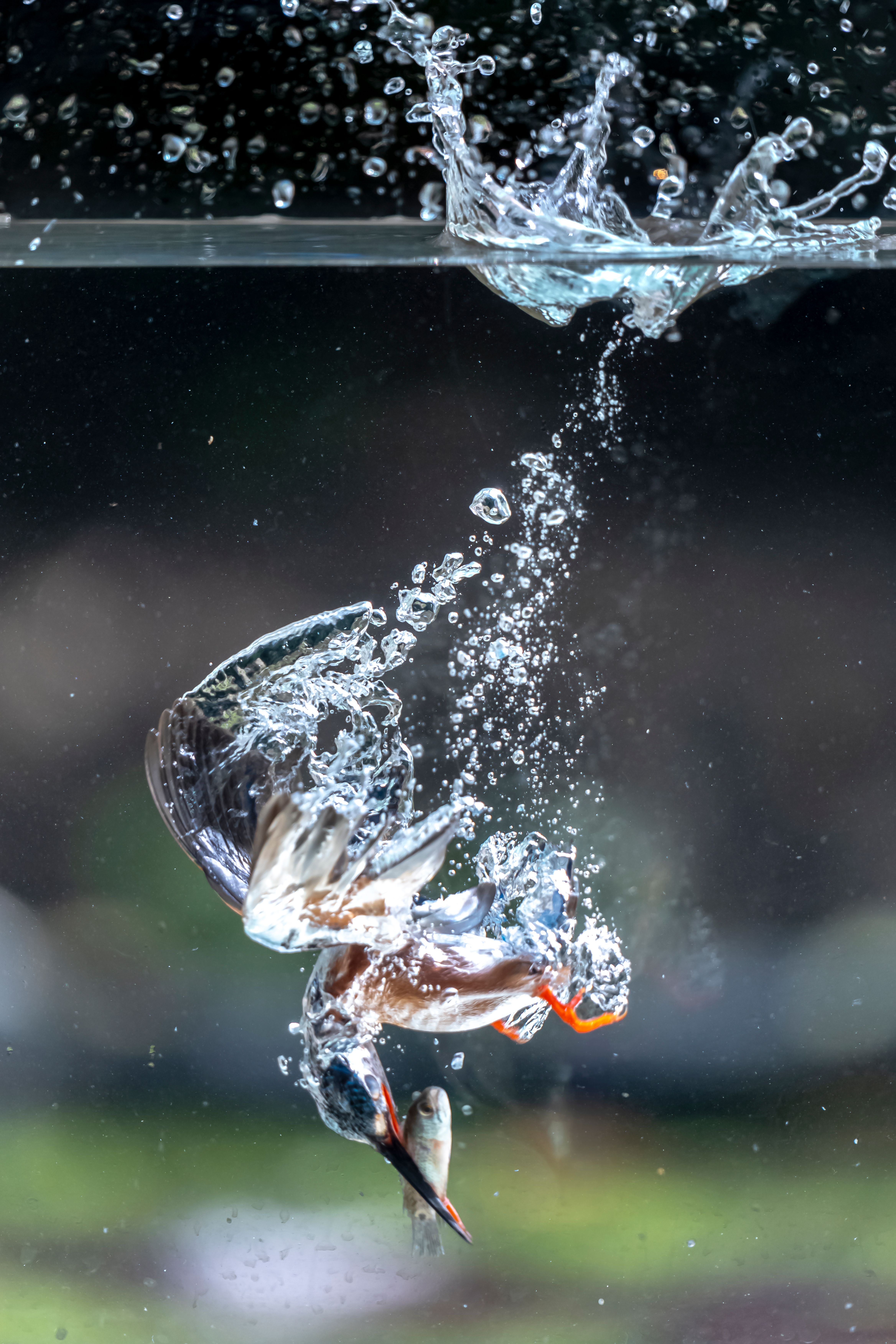Dramatic Water Splash with Diving Bird · Free Stock Photo
