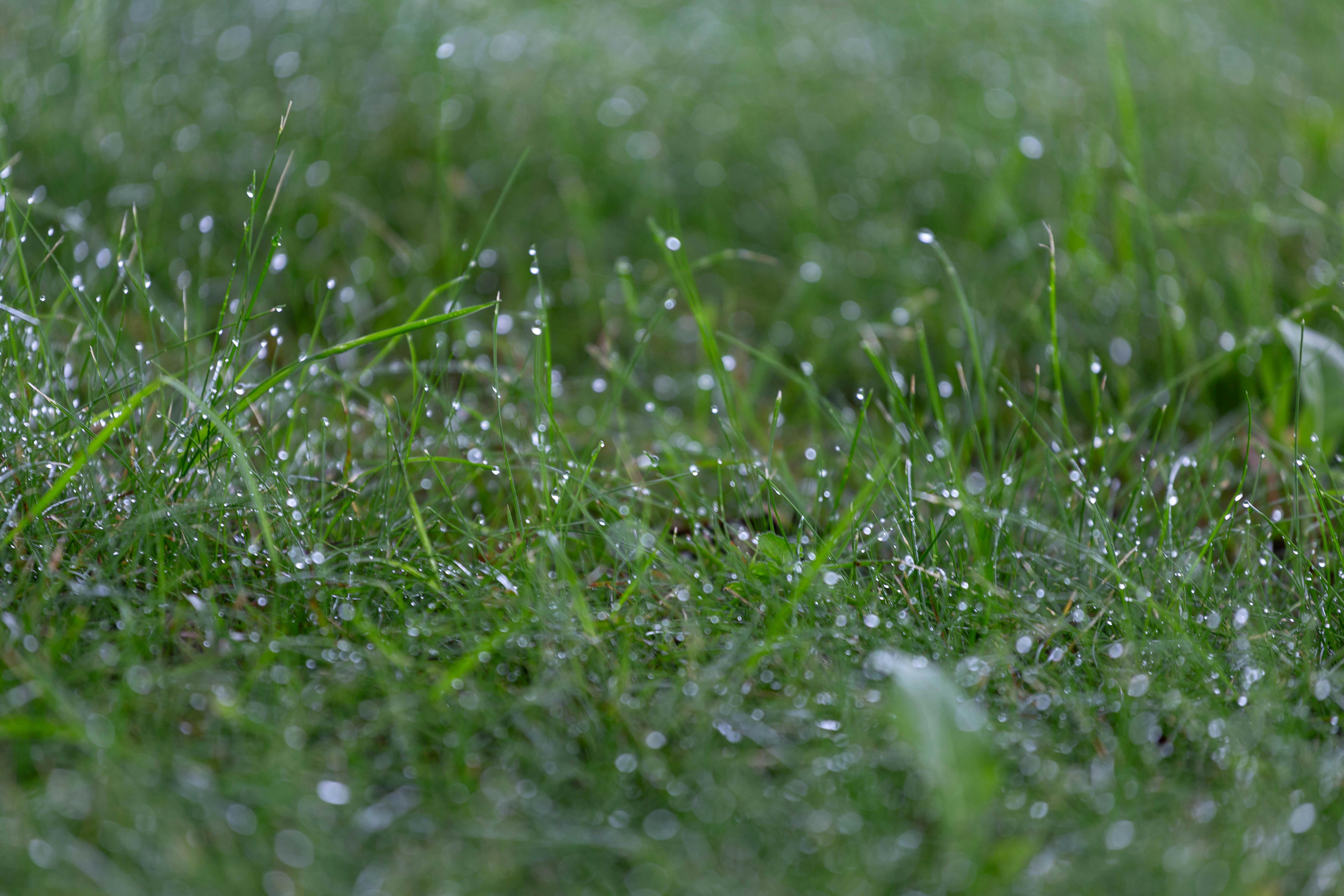 Dew Simple Photos, Download The BEST Free Dew Simple Stock Photos & HD ...