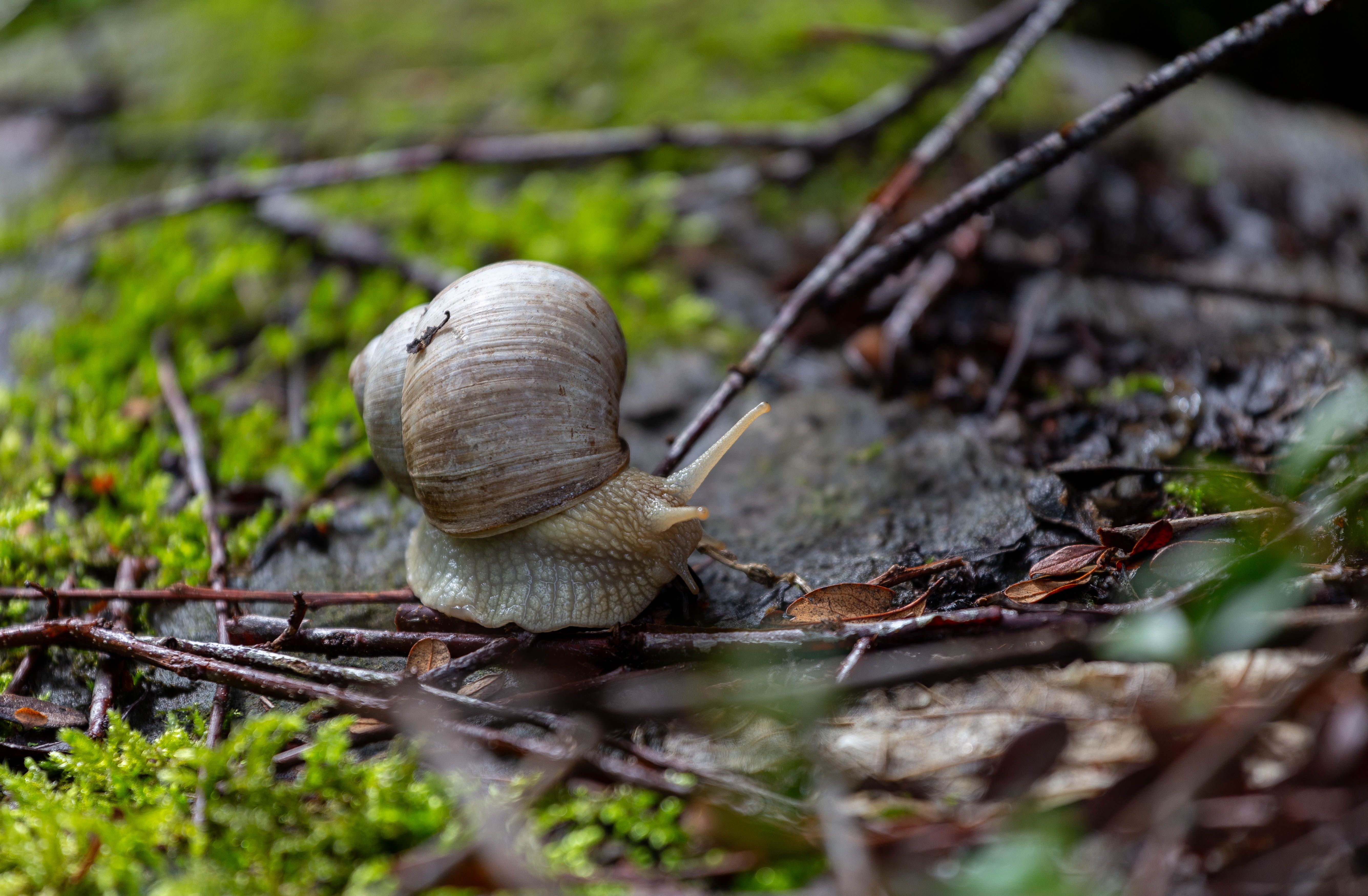 Close-up of Snail on Mossy Forest Floor · Free Stock Photo
