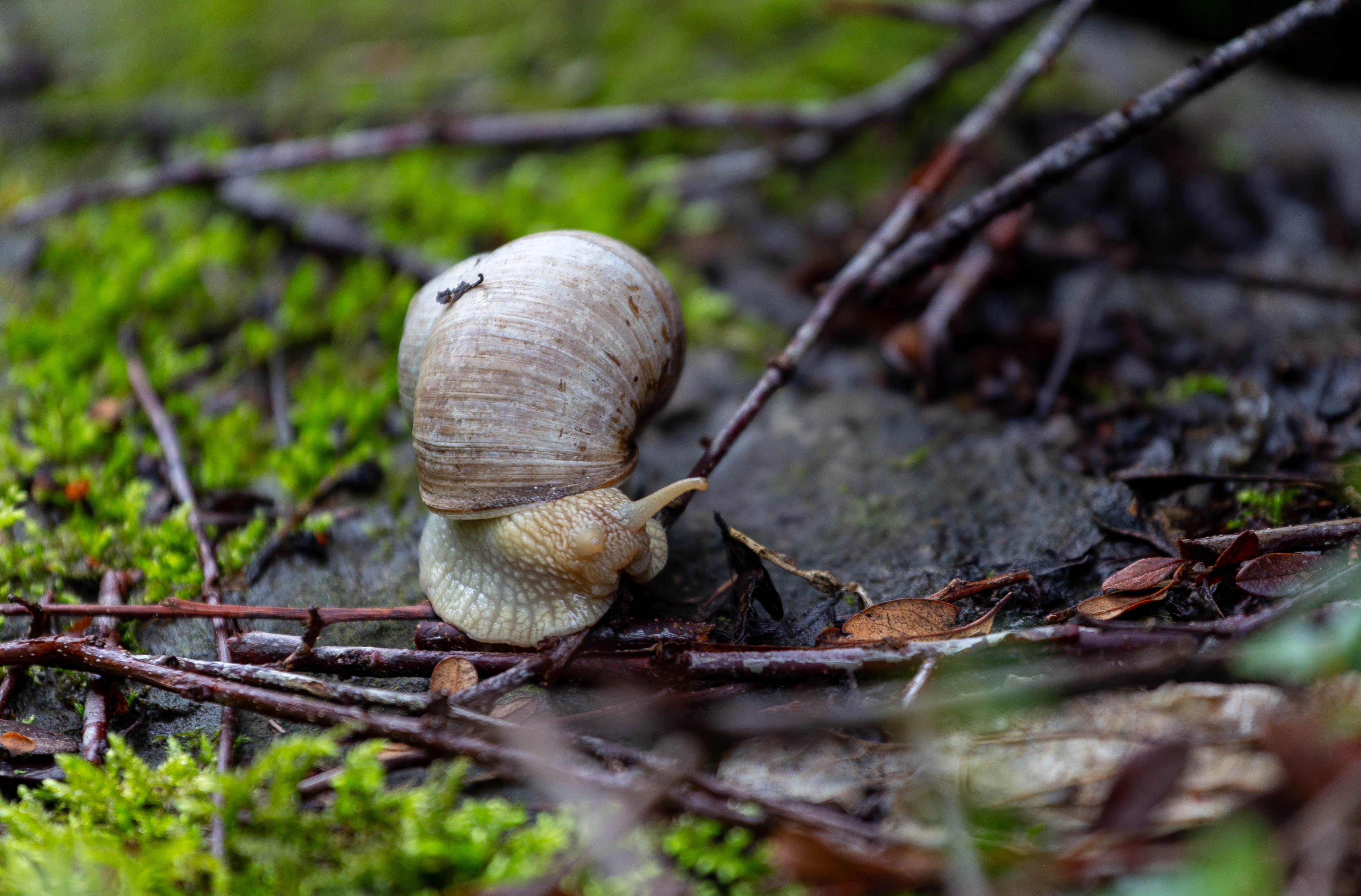 Close-up of Snail on Mossy Ground with Twigs · Free Stock Photo