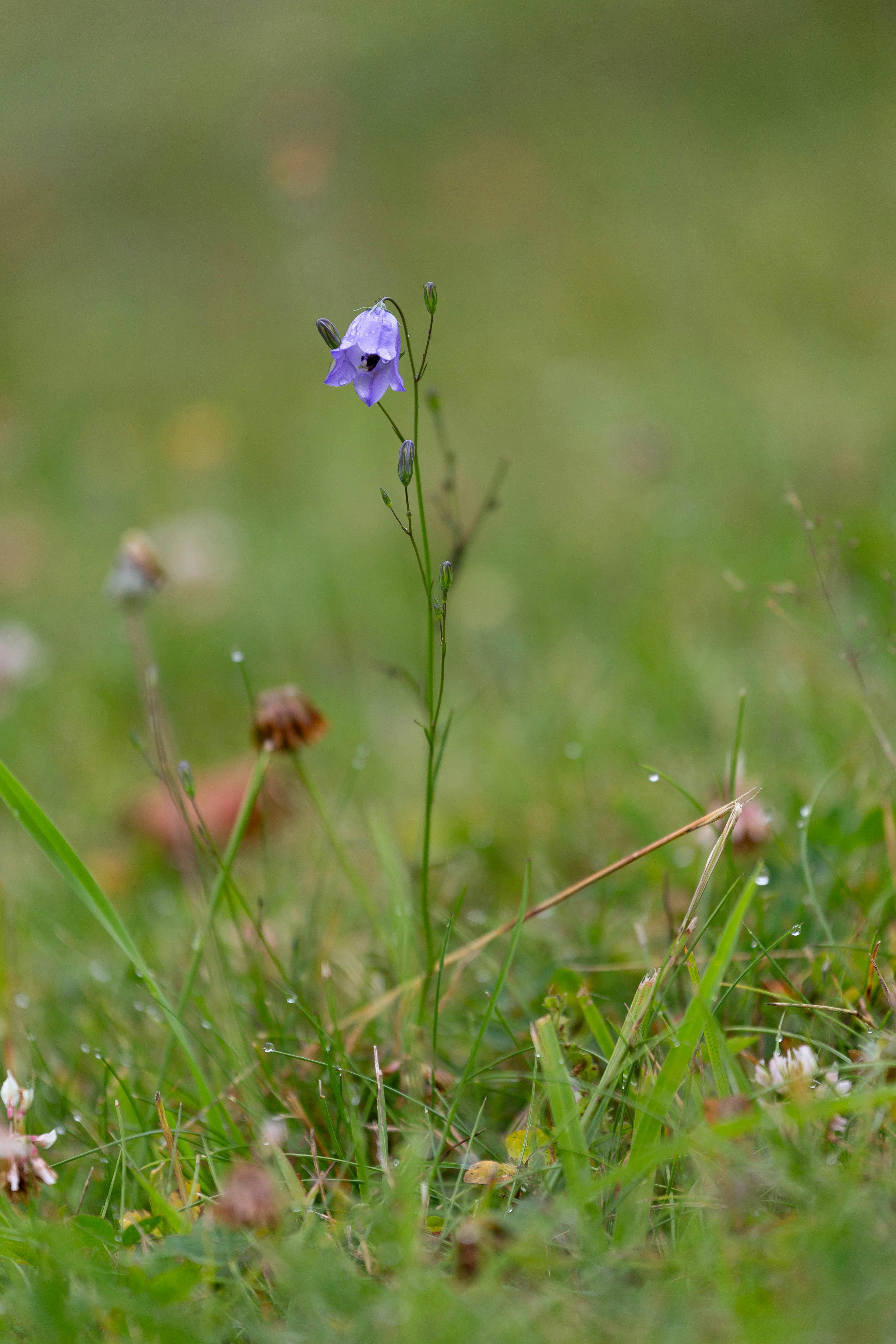 Fragile Plant Photos, Download The BEST Free Fragile Plant Stock Photos ...