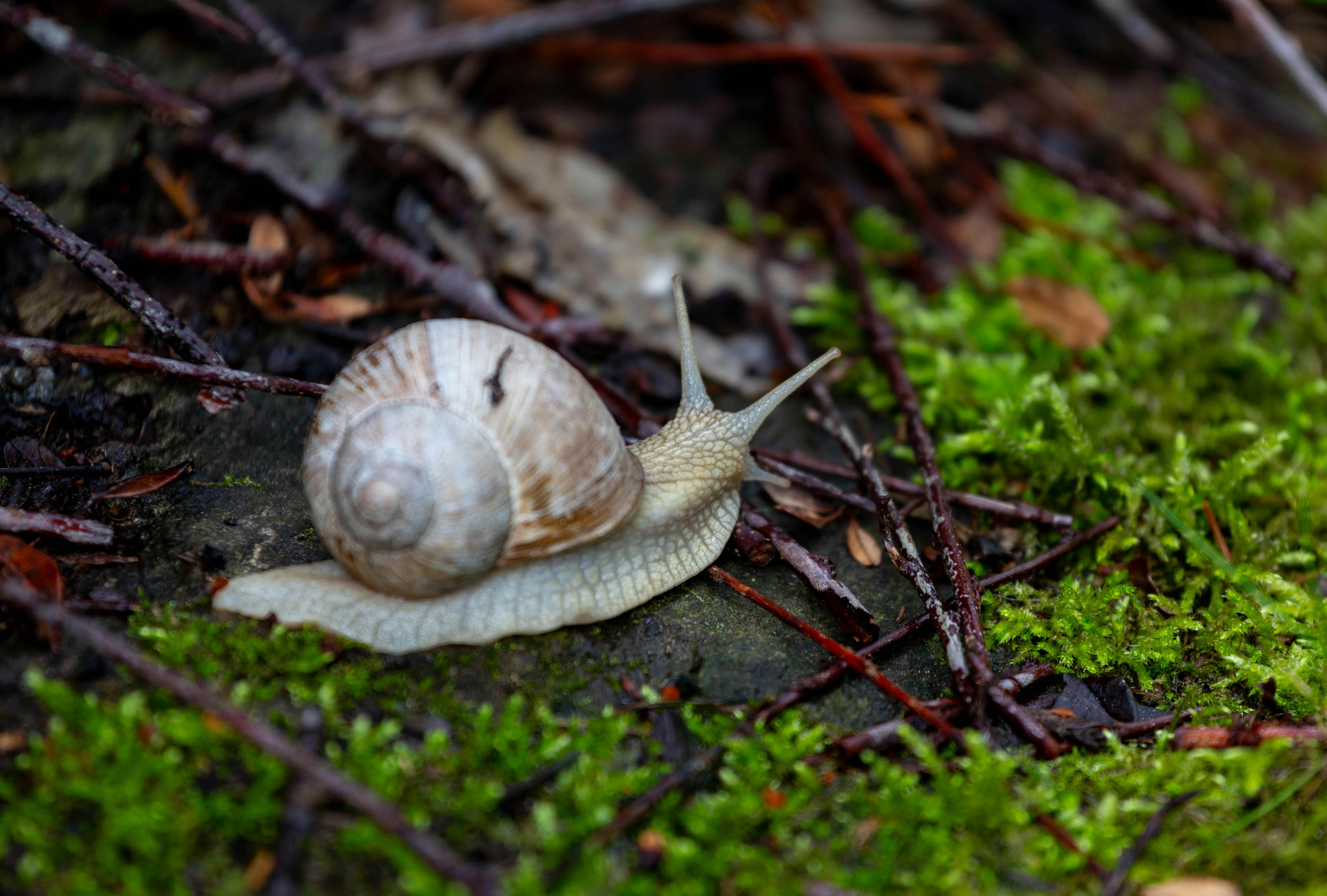 Slow Speedometer Photos, Download The BEST Free Slow Speedometer Stock ...