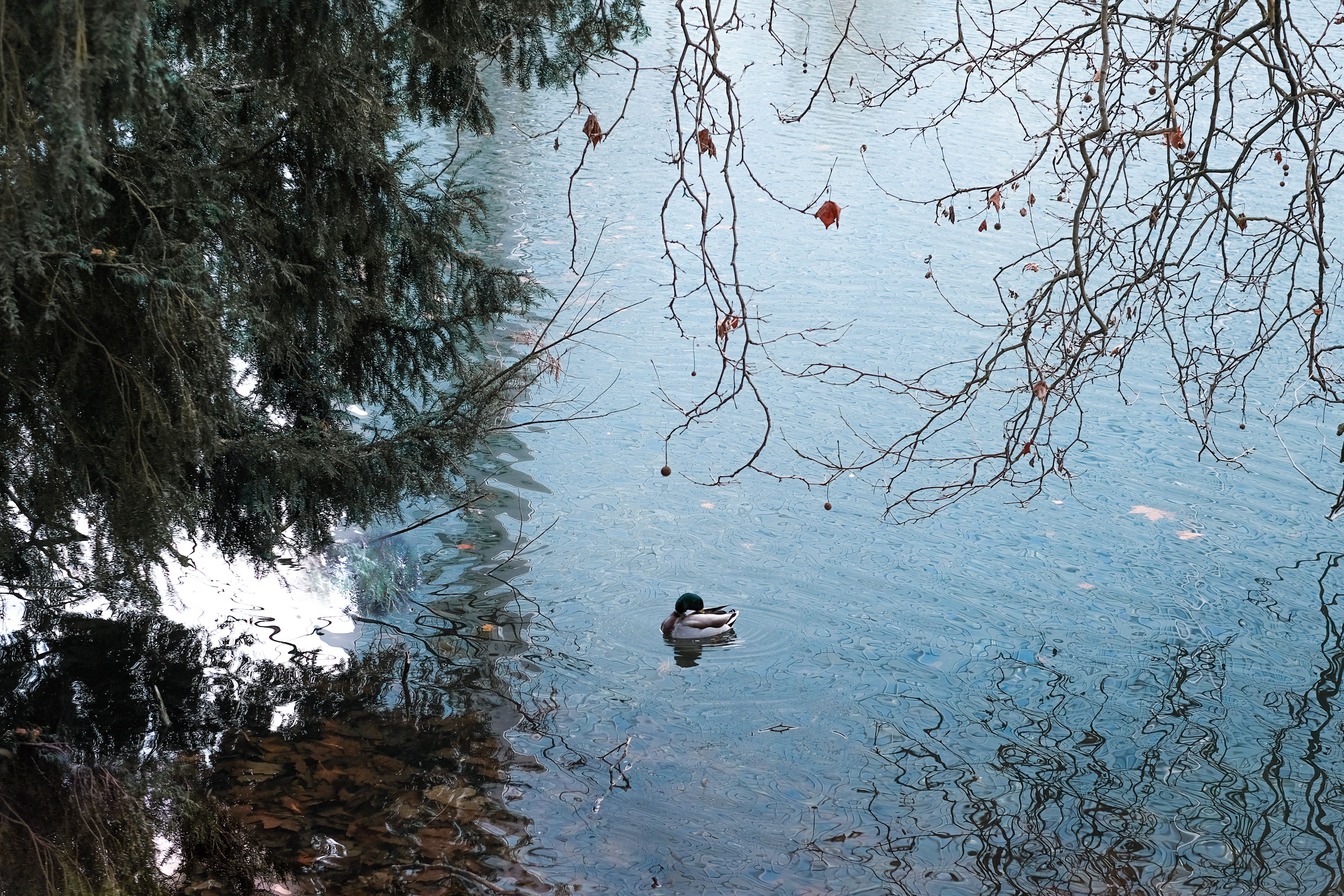 Serene Duck Floating in Tranquil Lake Scene · Free Stock Photo