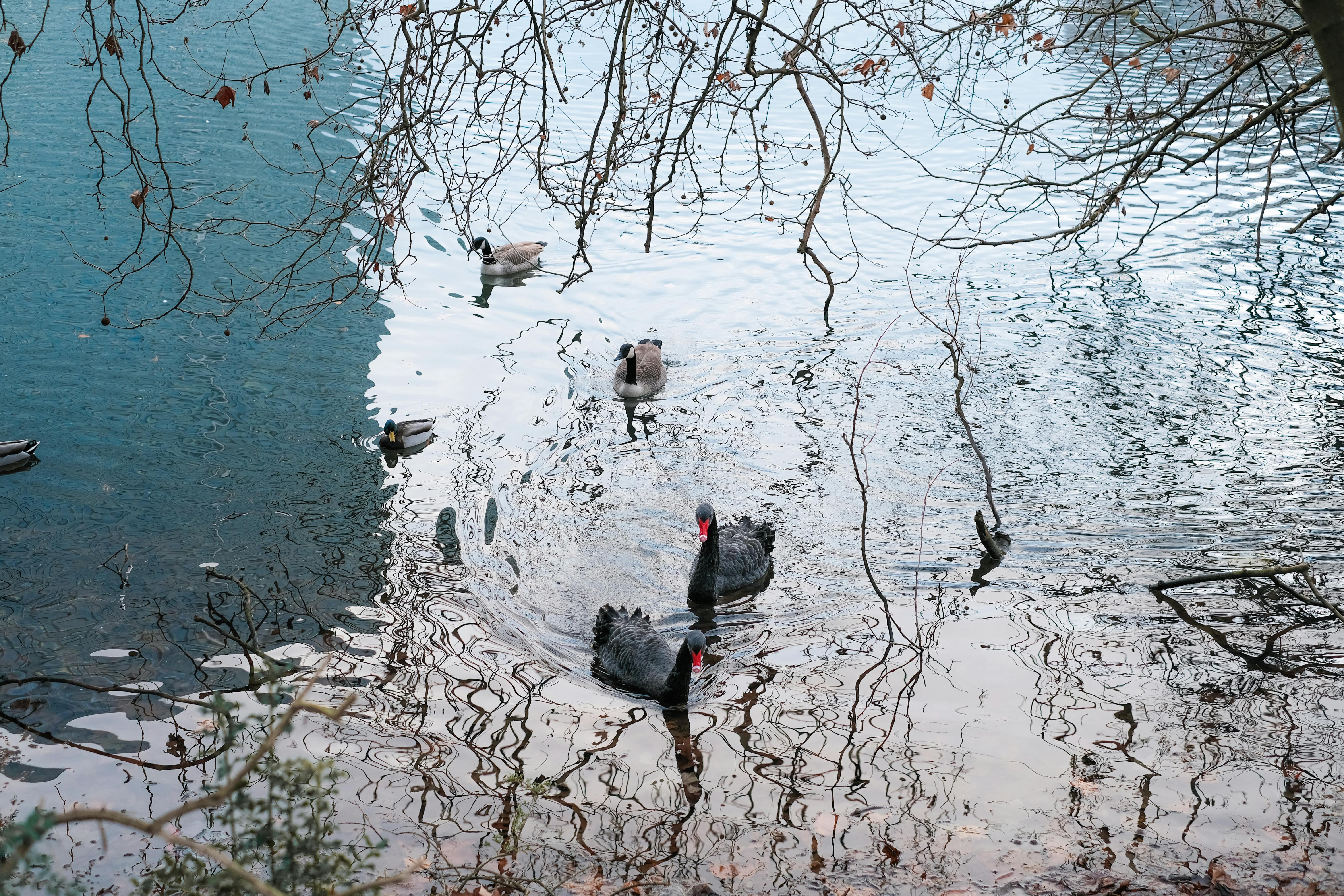 Piping Duck Photos, Download The BEST Free Piping Duck Stock Photos ...