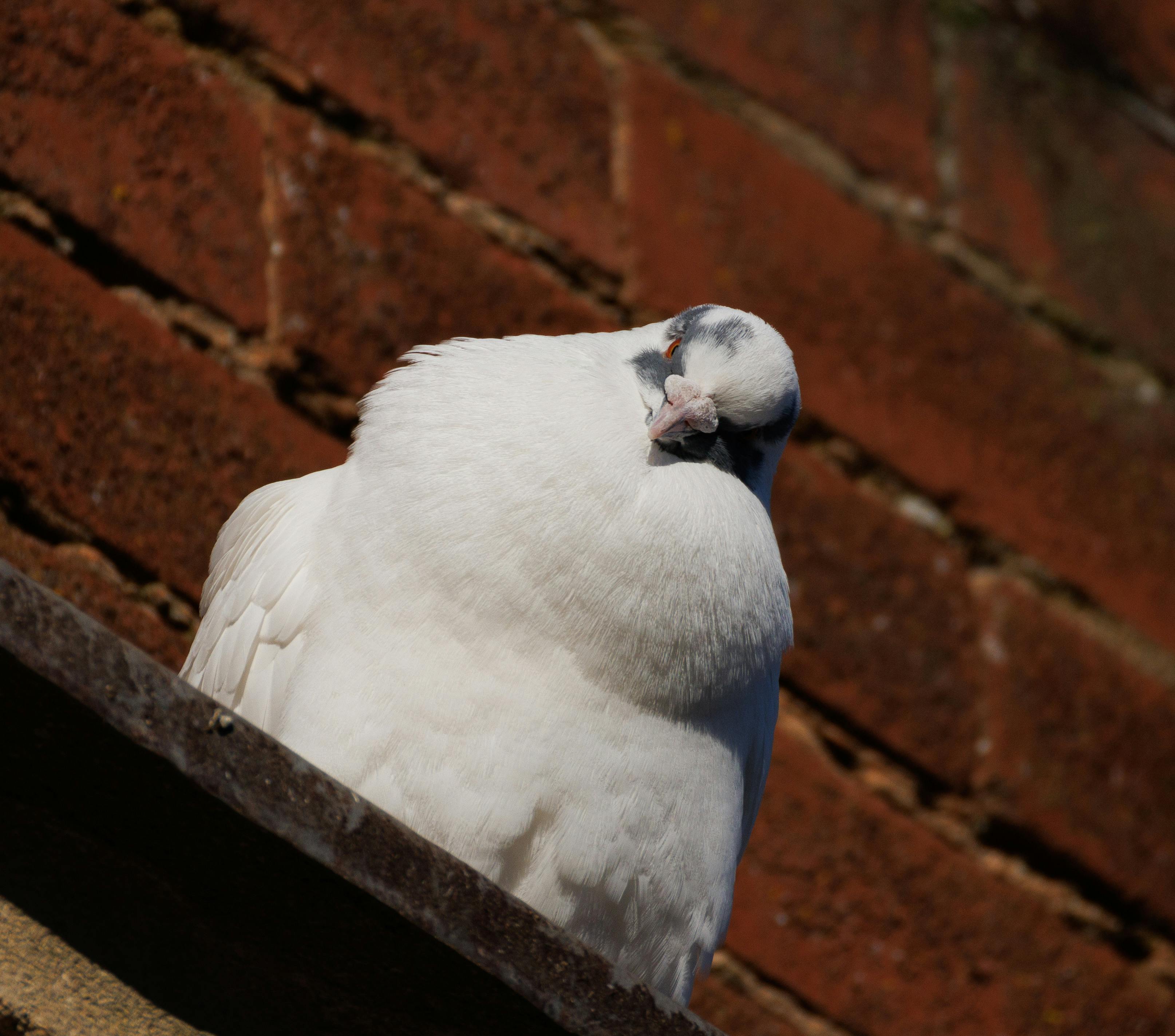 Perch ซีด Photos, Download The BEST Free Perch ซีด Stock Photos & HD Images