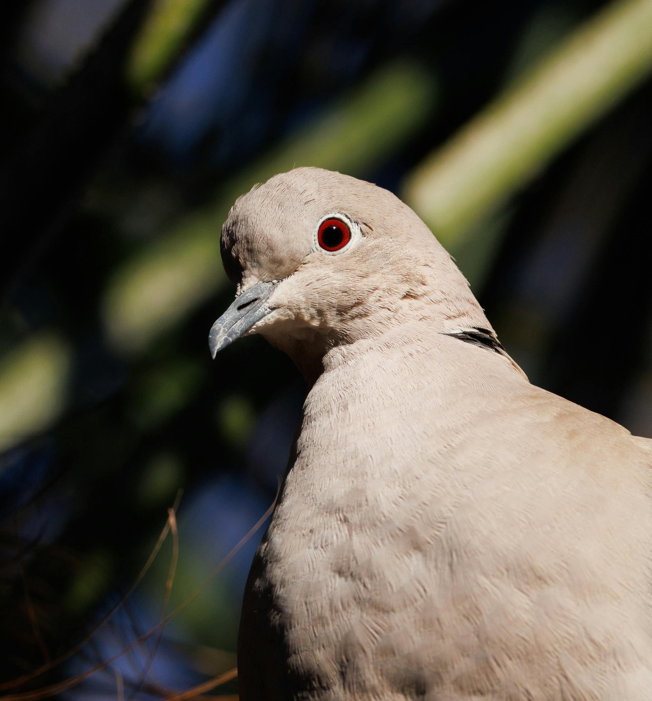 Close-up of Collared Dove with Red Eye in Sunlight · Free Stock Photo