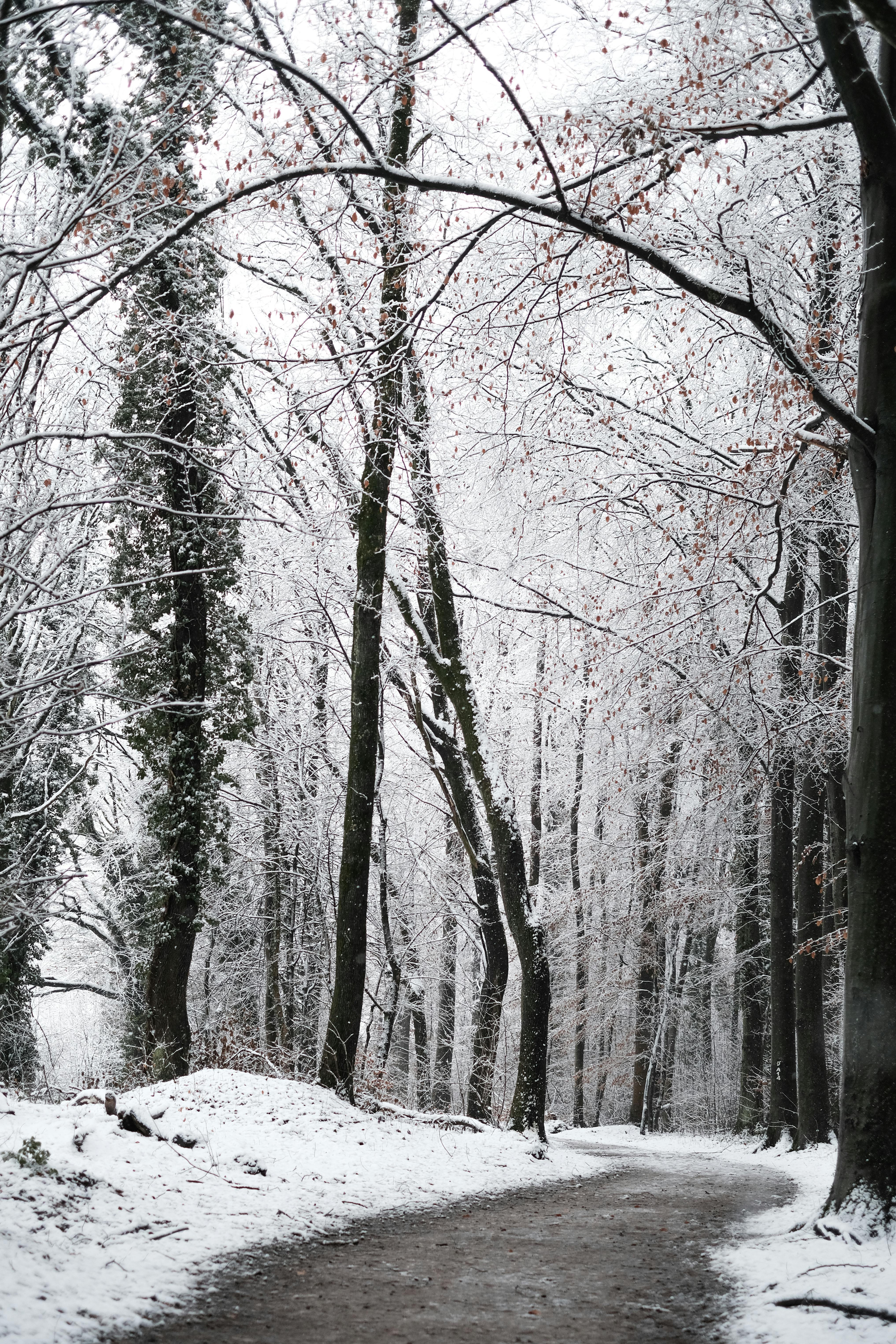 Snow-Covered Forest Path in Winter Scene · Free Stock Photo