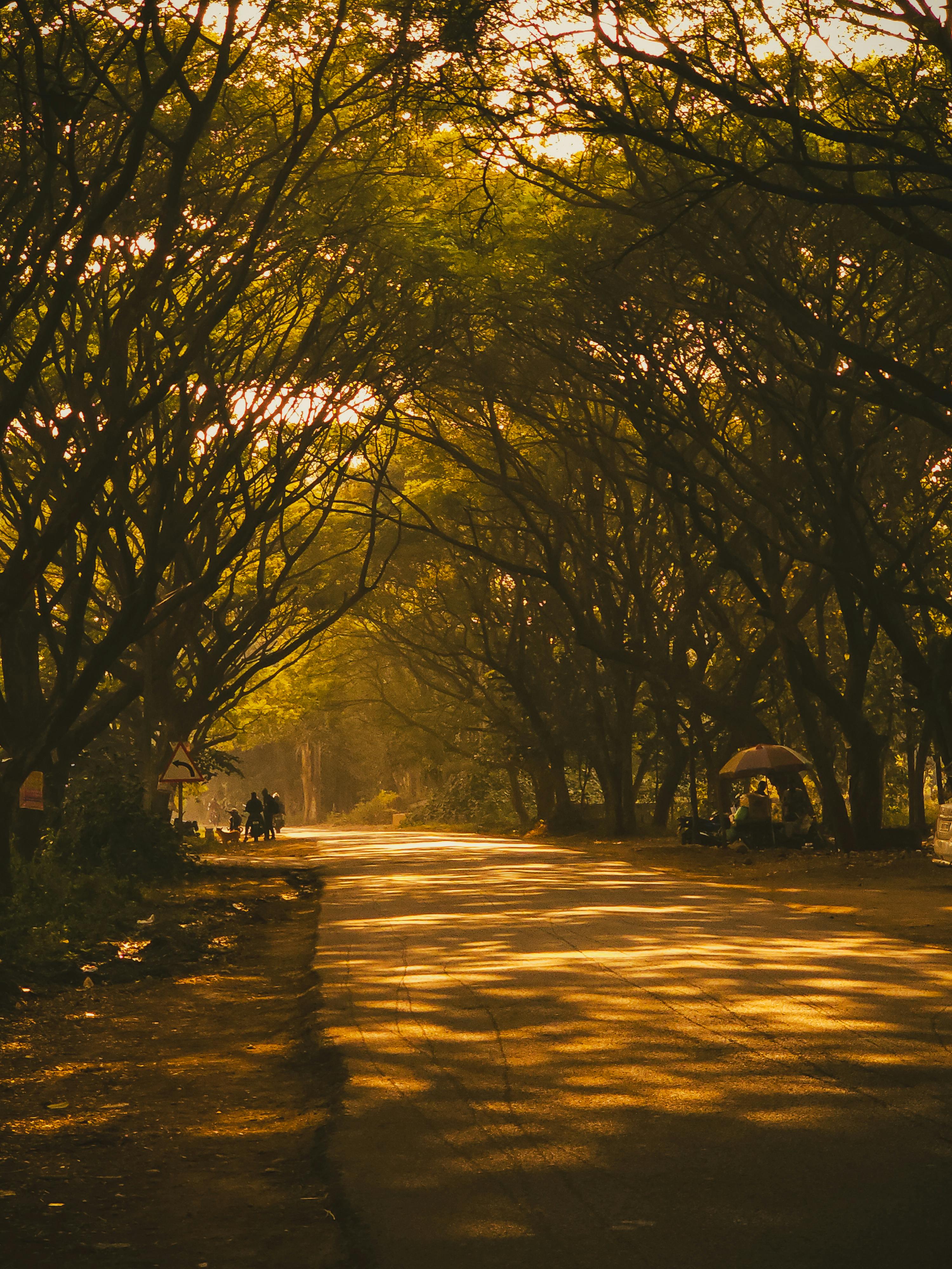 Sunlit Canopy Road in Indian Forest · Free Stock Photo