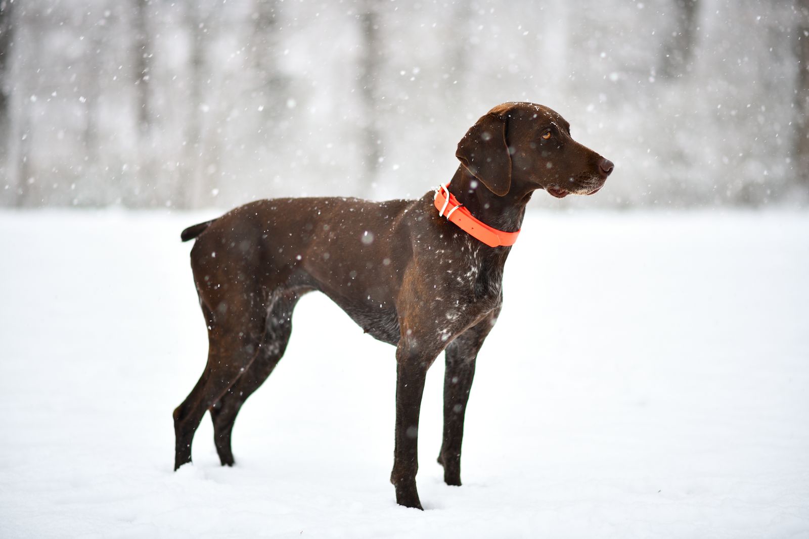 German Shorthaired Pointer Dog Photos, Download The BEST Free German ...
