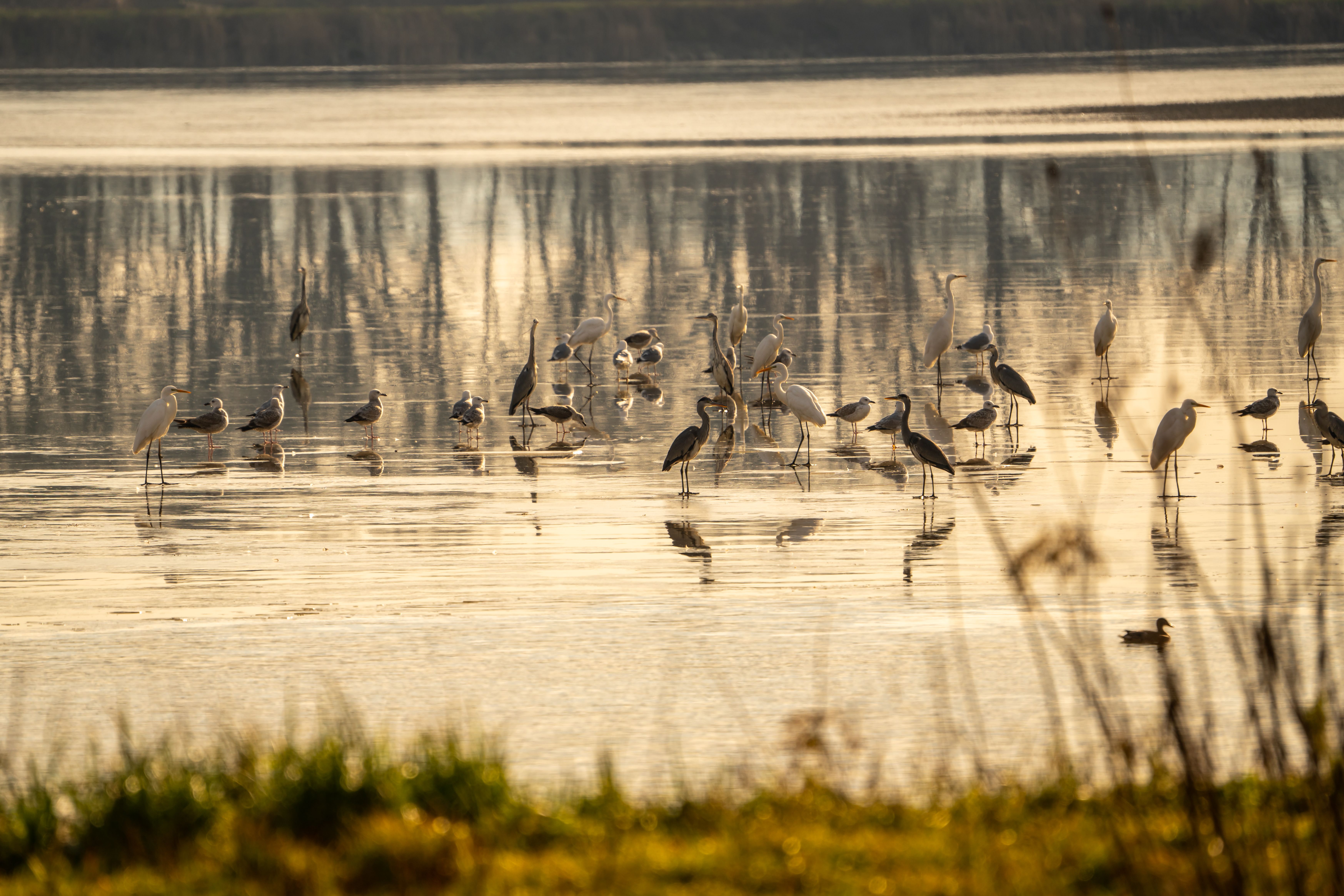 Group of Herons and Birds on Tranquil Lake · Free Stock Photo