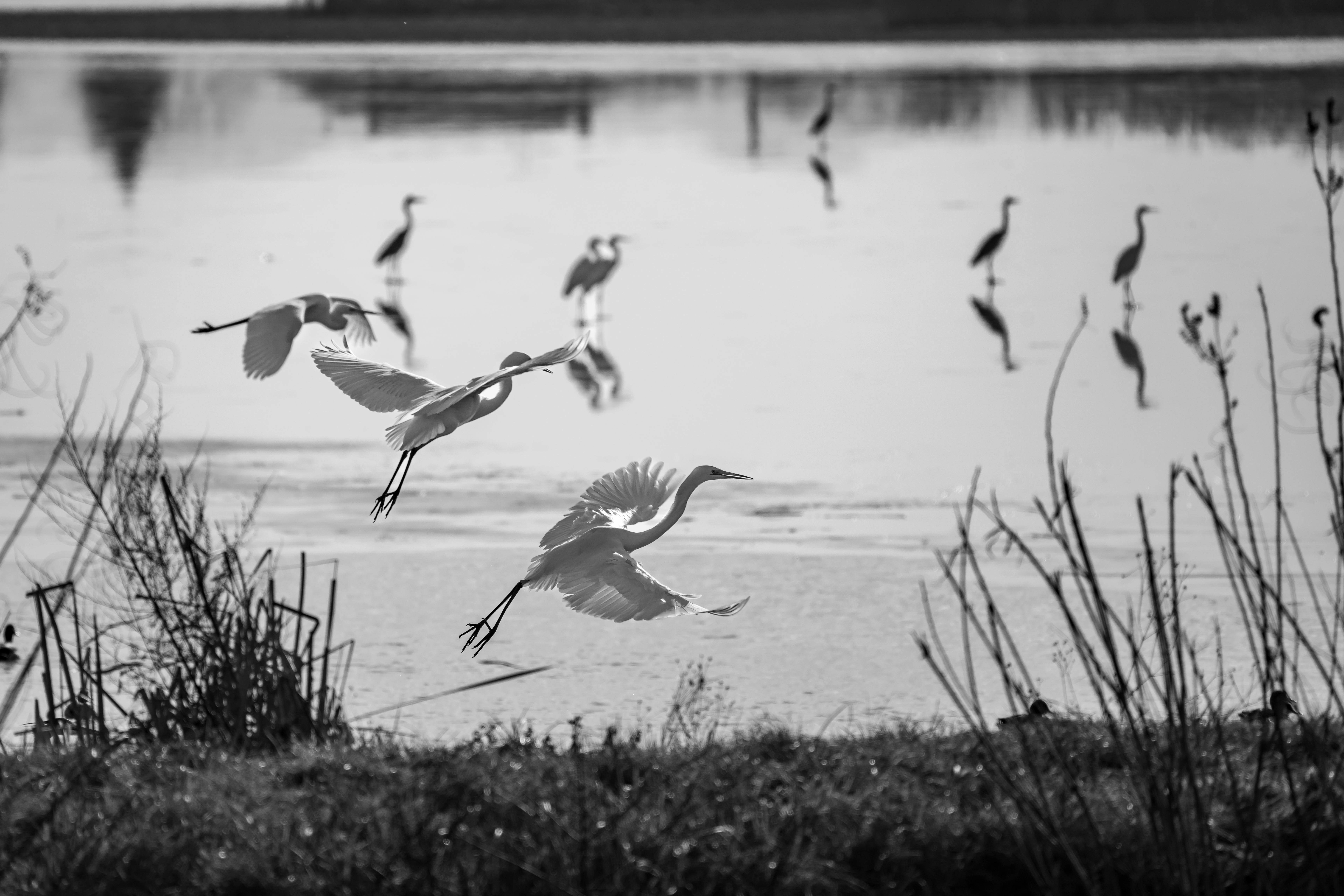Gray Scale Photography of Bird · Free Stock Photo