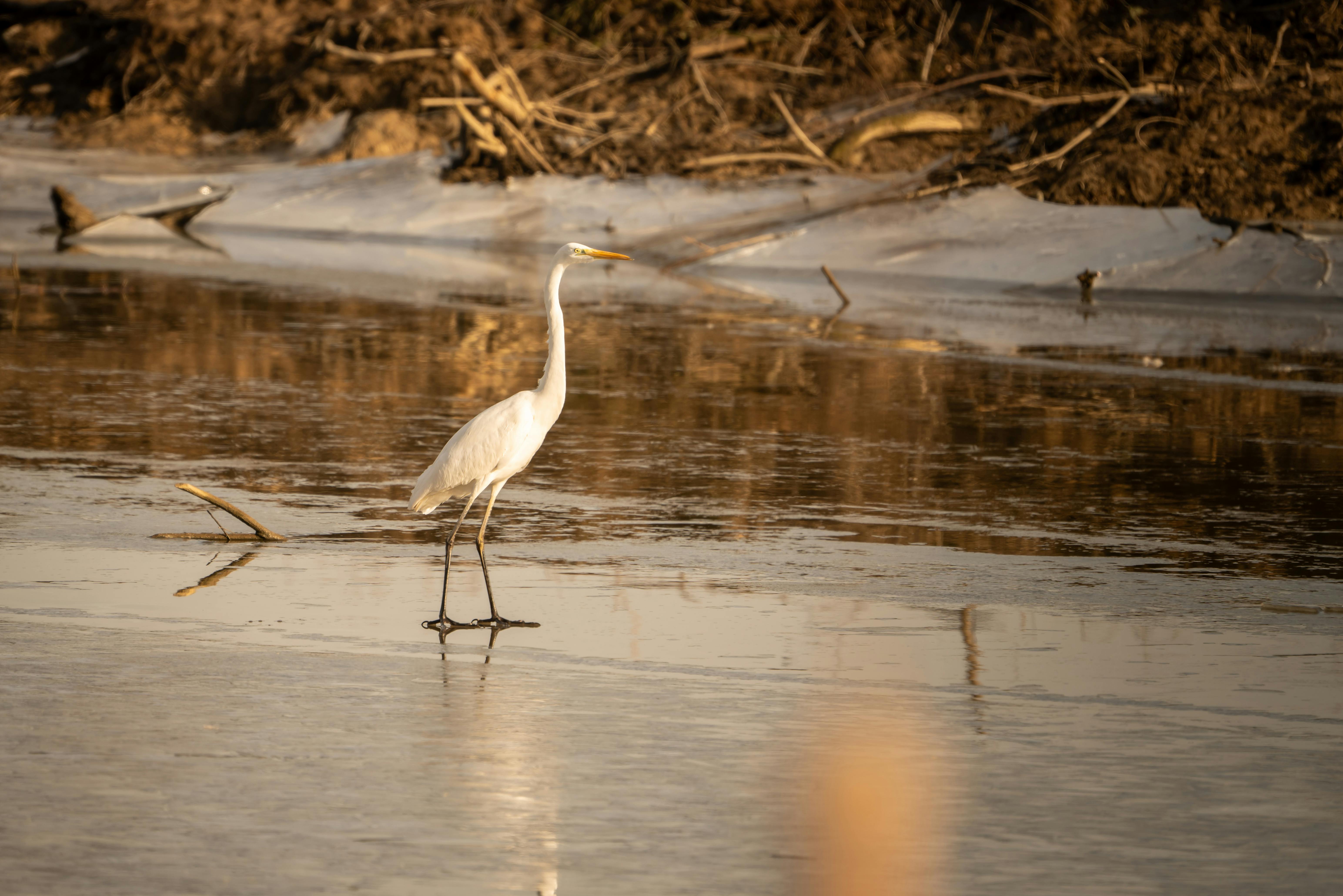 Stream White Photos, Download The BEST Free Stream White Stock Photos ...