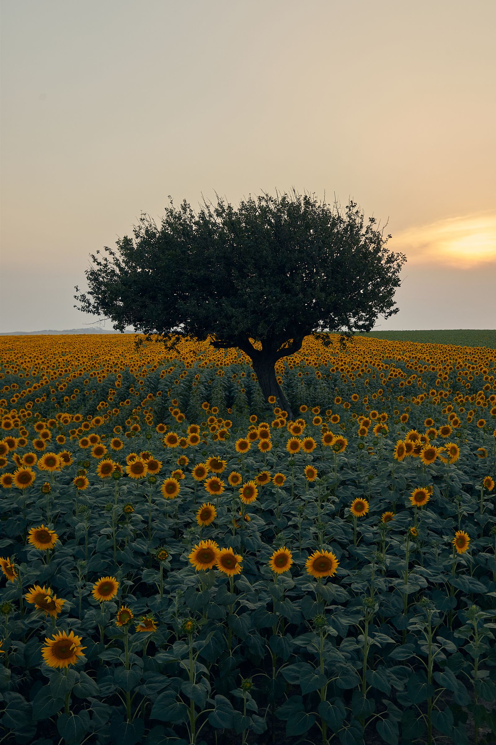 Sunflowers Tree Field Photos, Download The BEST Free Sunflowers Tree ...