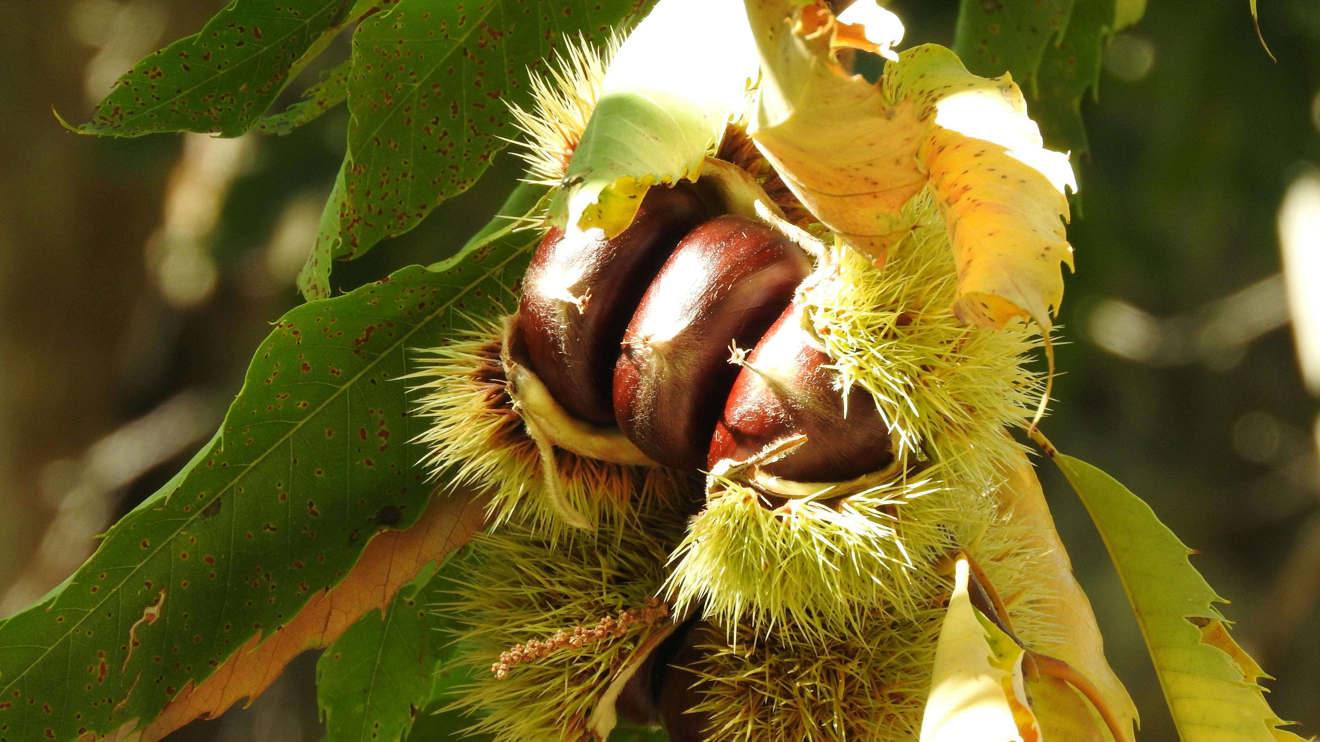Close-up of Chestnut Bur with Leaves in Autumn · Free Stock Photo