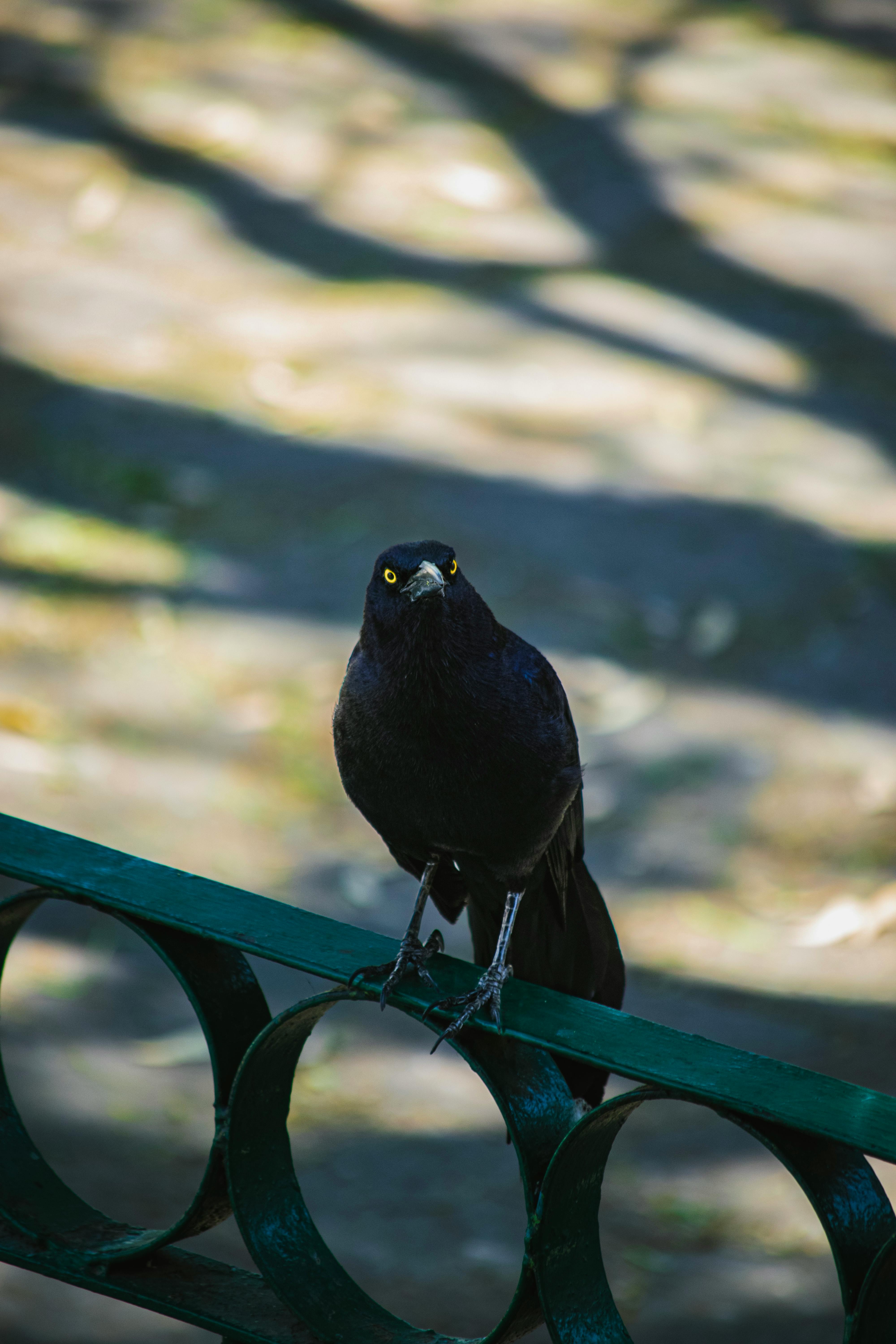 Great-tailed Grackle on Metal Railing in Mexico · Free Stock Photo