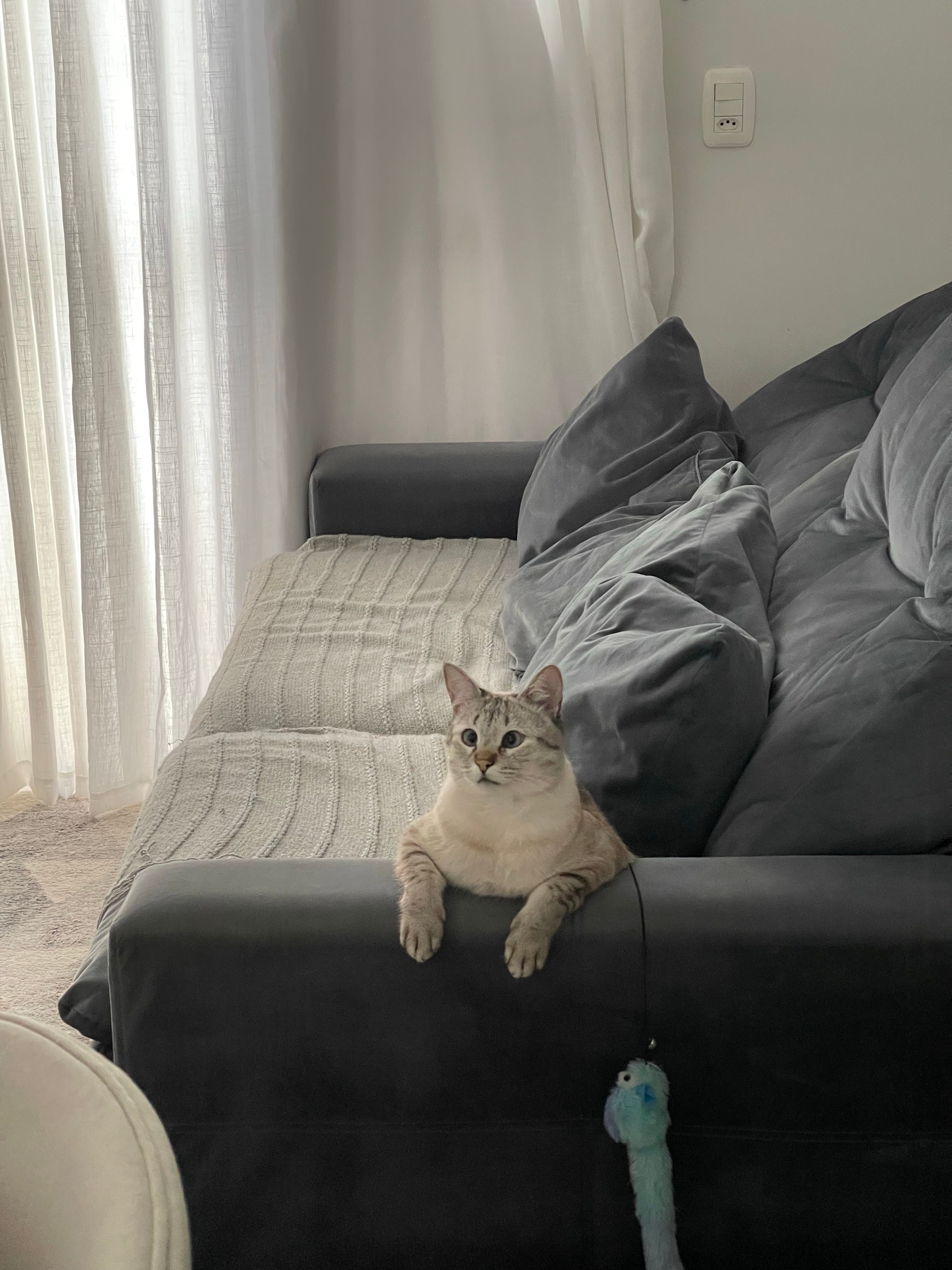 Cat In Sofa Photos, Download The BEST Free Cat In Sofa Stock Photos ...