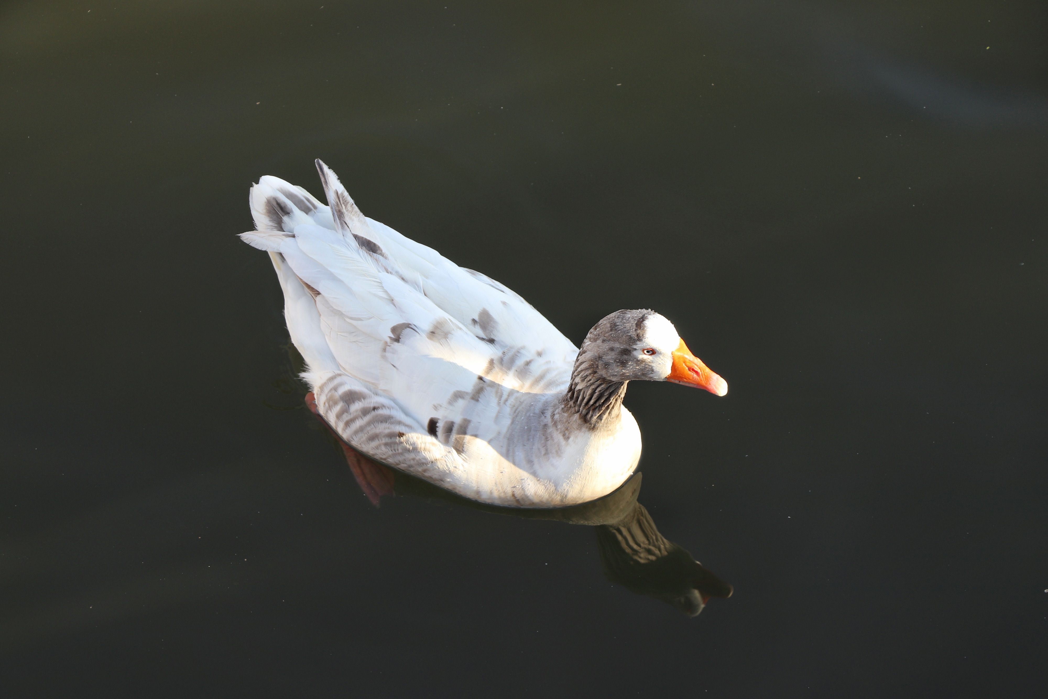 Beautiful Goose Floating Peacefully on a Calm Lake · Free Stock Photo