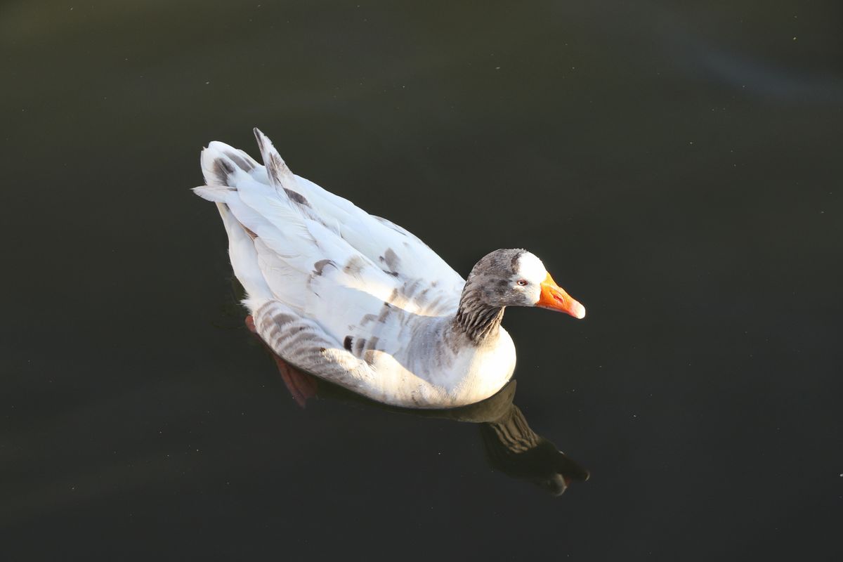 Bing+AI+Chho+Suc+Chhok+Chho+Su+C+Chhoh+Duck+C+Chhohuckh+Duckodubo ...