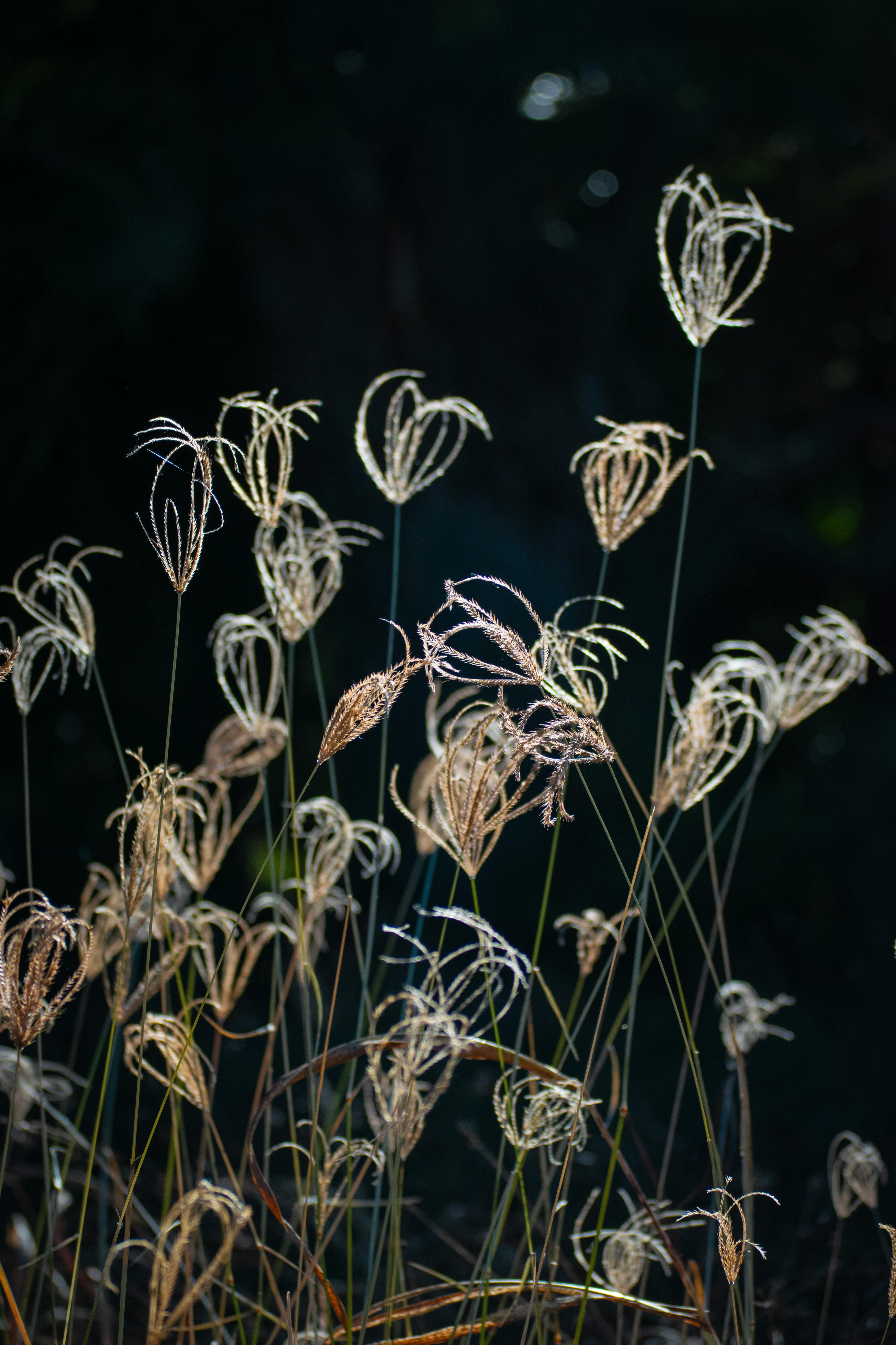 Delicate Grass Stems Against Dark Backdrop · Free Stock Photo