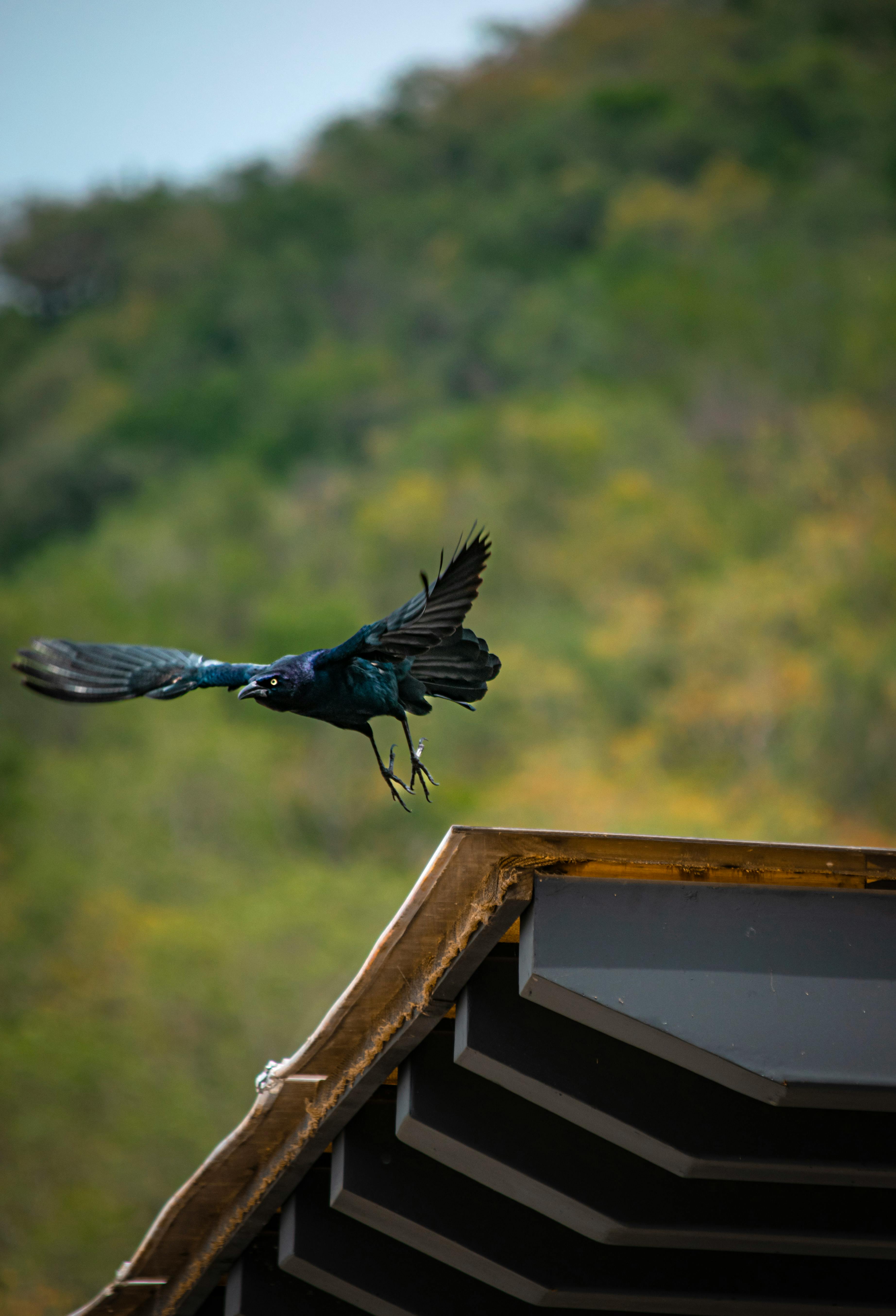 Black Bird Soaring Over Hilly Landscape in México · Free Stock Photo