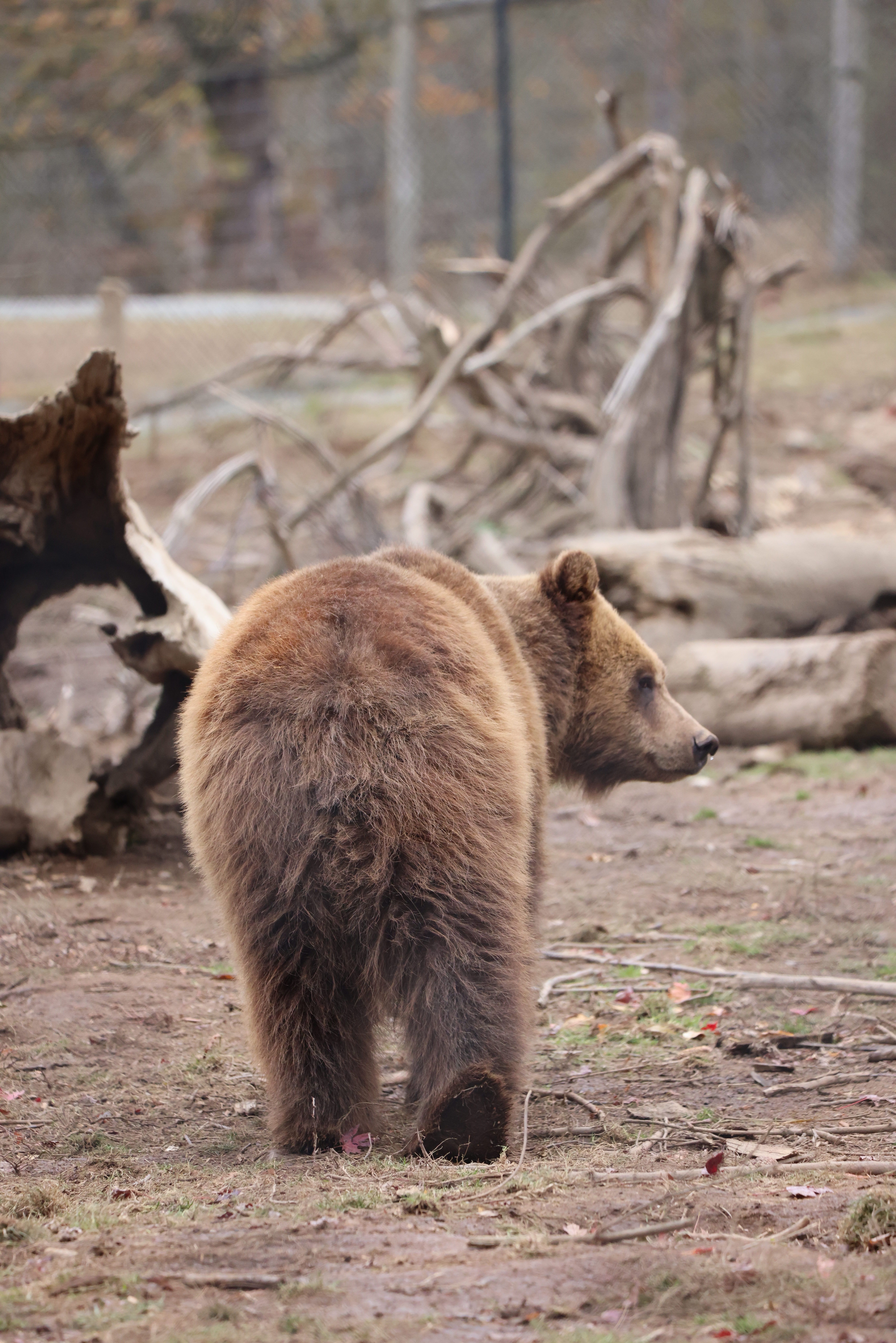 Grizzly Bear in Natural Habitat Outdoors · Free Stock Photo