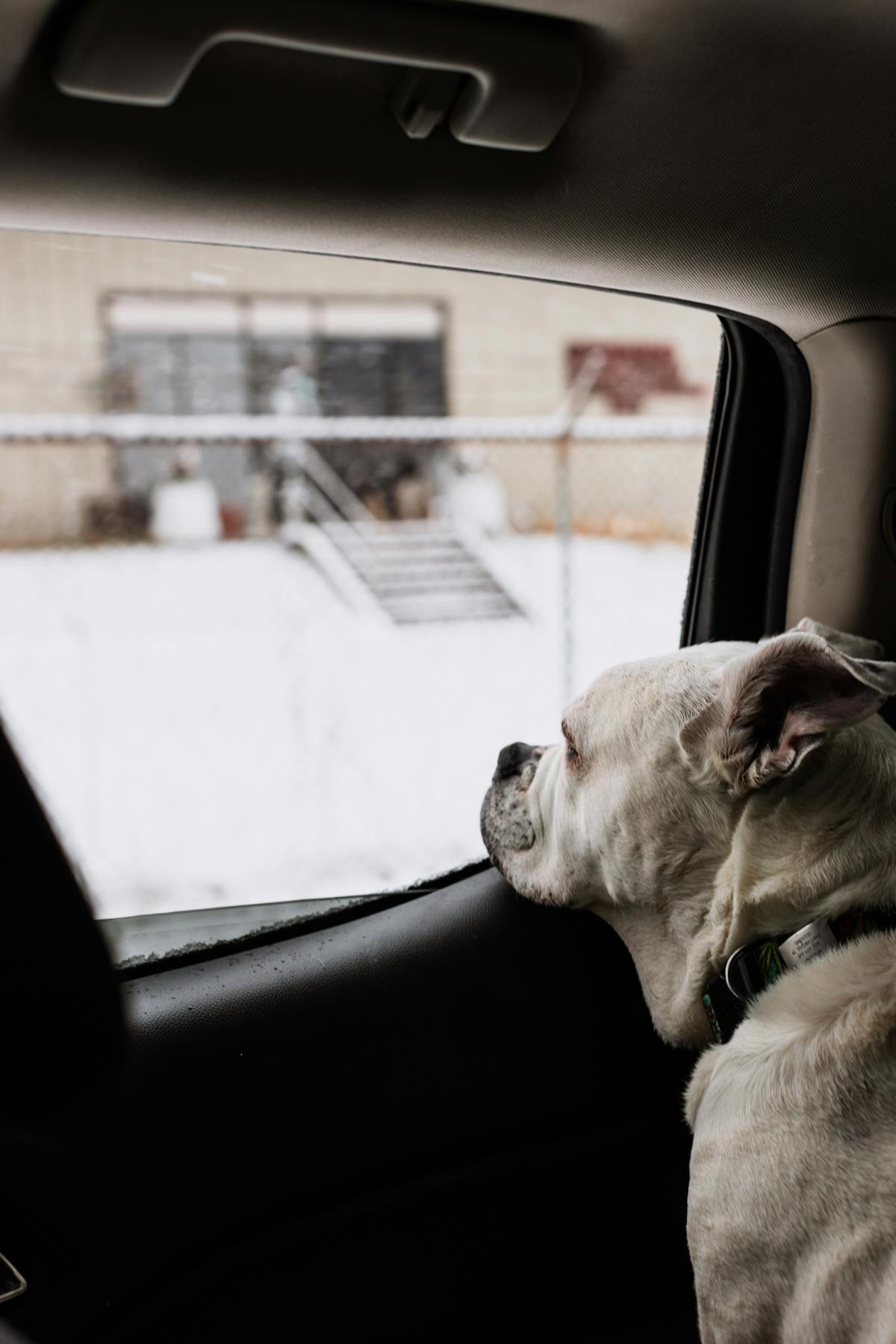 Dog In Car Photos, Download The BEST Free Dog In Car Stock Photos & HD ...