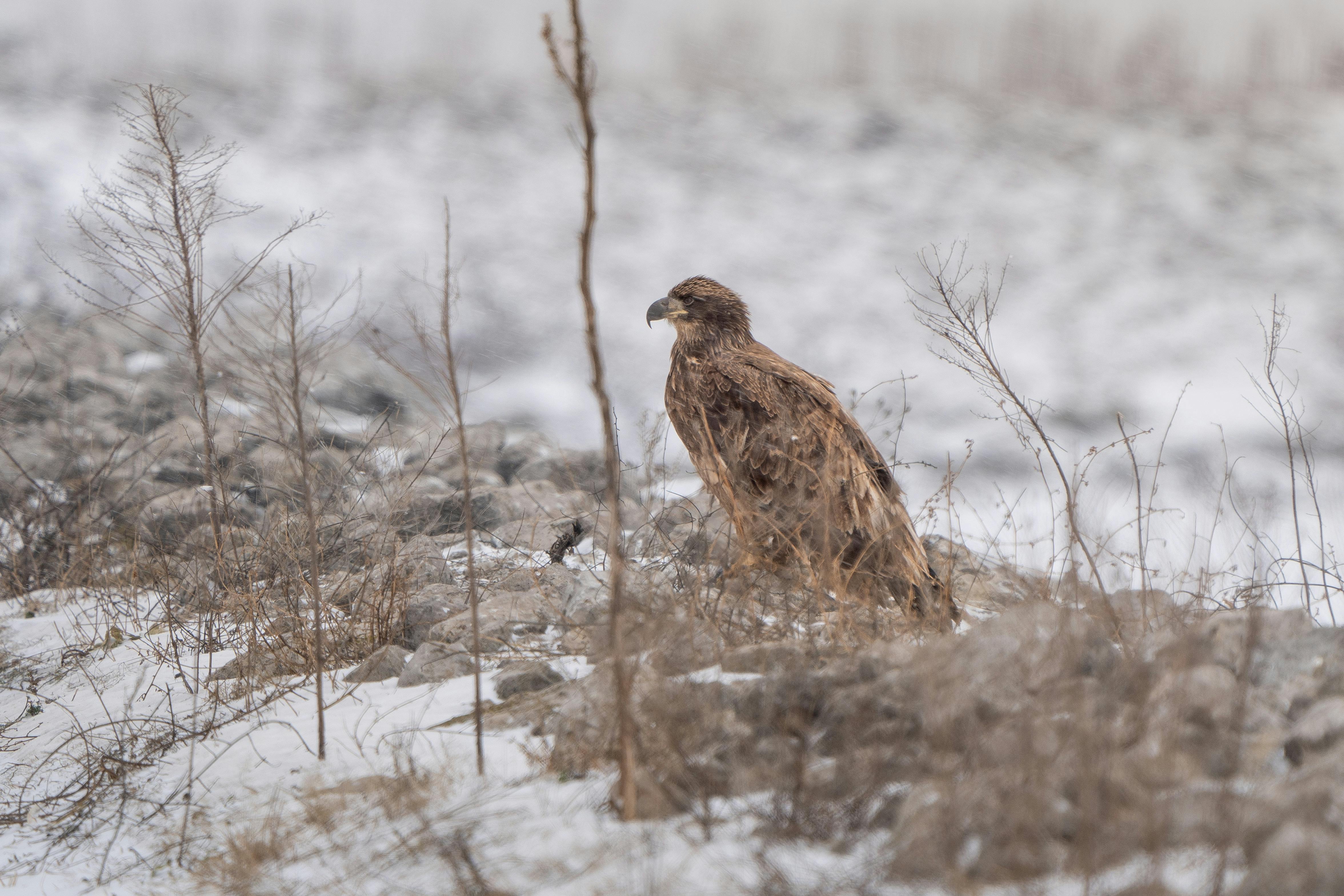 Discover the Mexican Golden Eagle: Symbol of Mexico's Pride