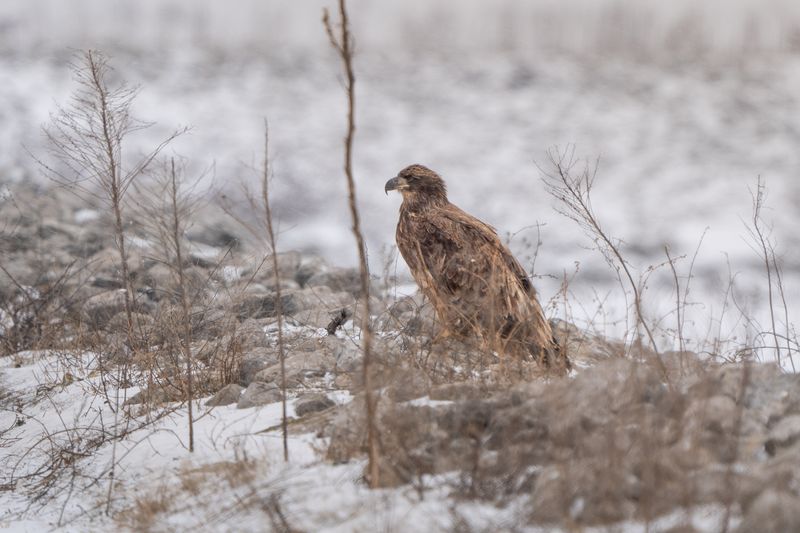 Discover the Mexican Golden Eagle: Symbol of Mexico's Pride