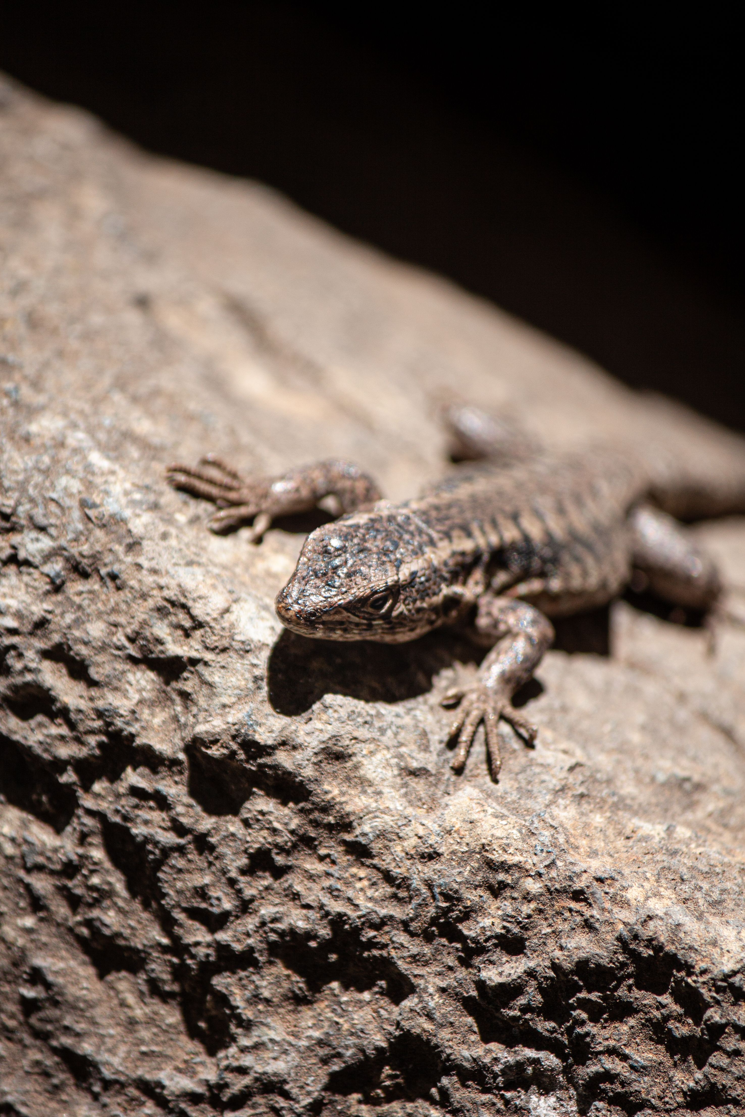 Close-Up of a Lizard on a Sunlit Rock · Free Stock Photo