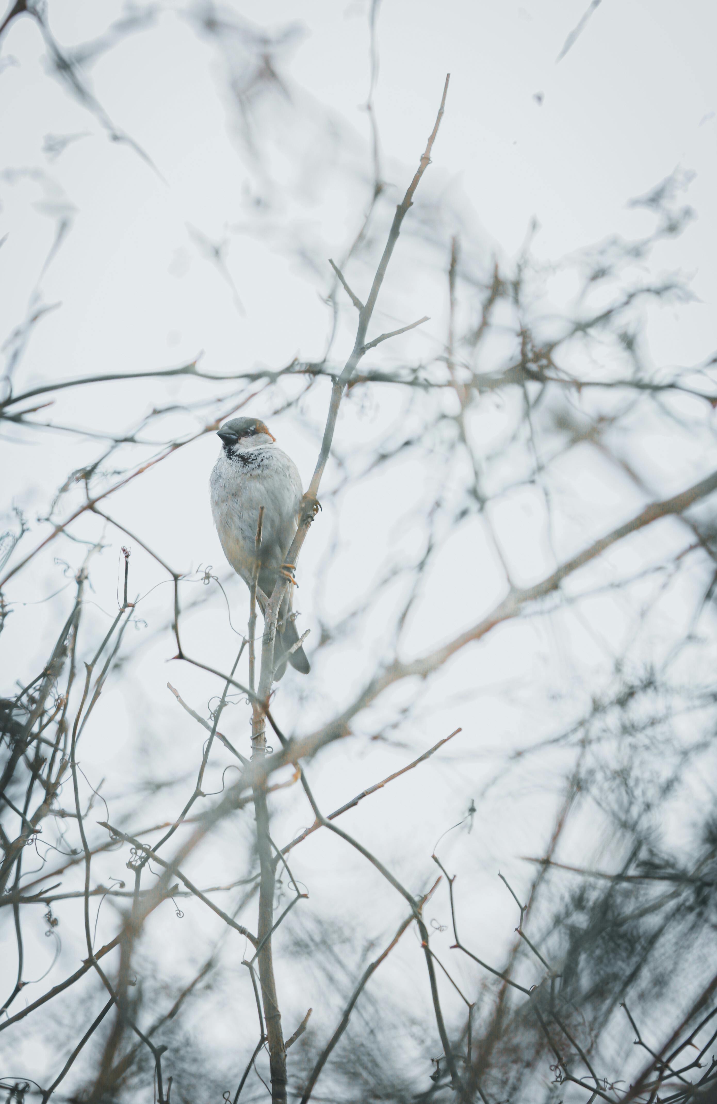 Birds Photo Photos, Download The BEST Free Birds Photo Stock Photos ...