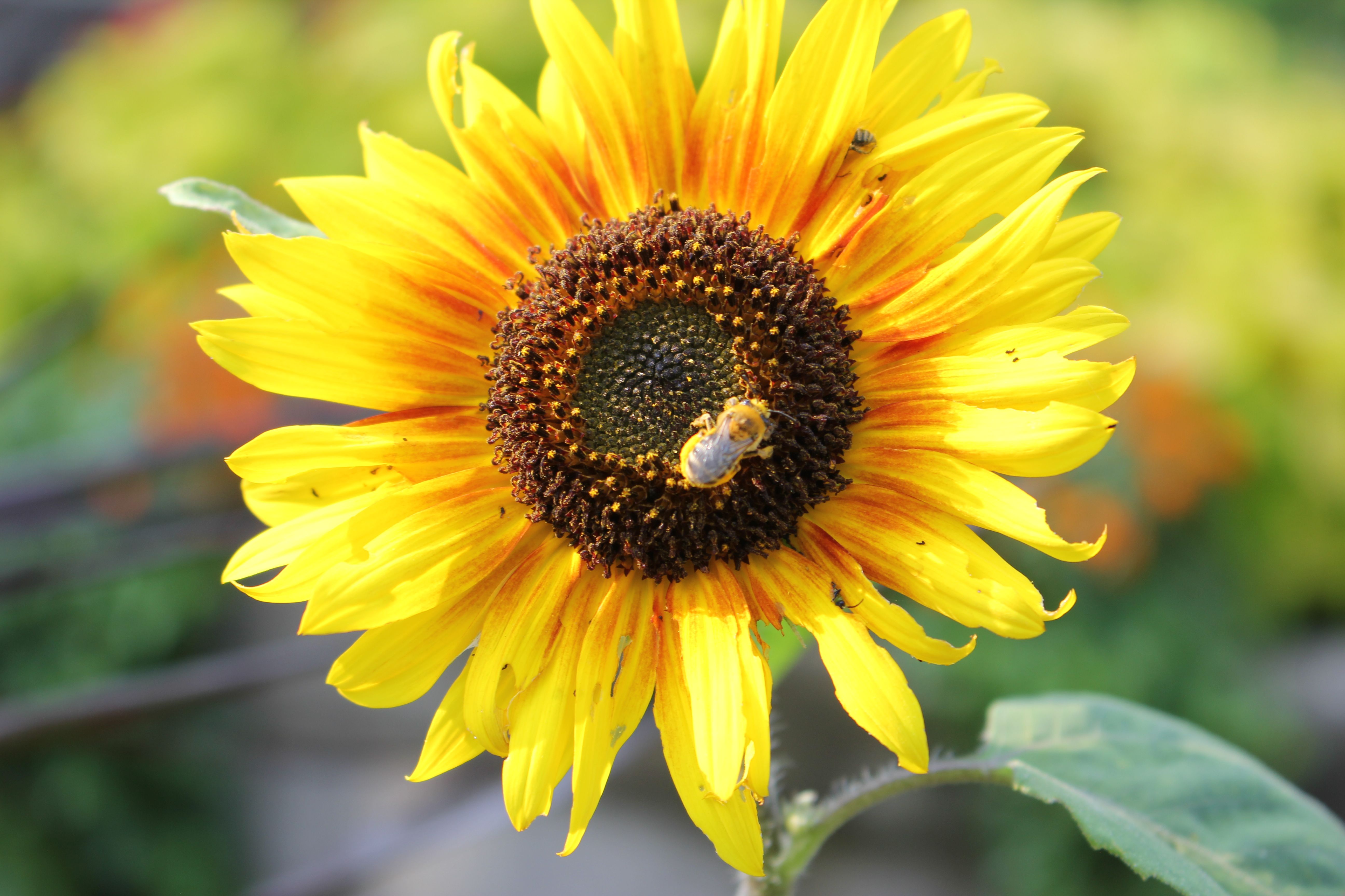 Vibrant Sunflower with Bee in Toronto Garden · Free Stock Photo