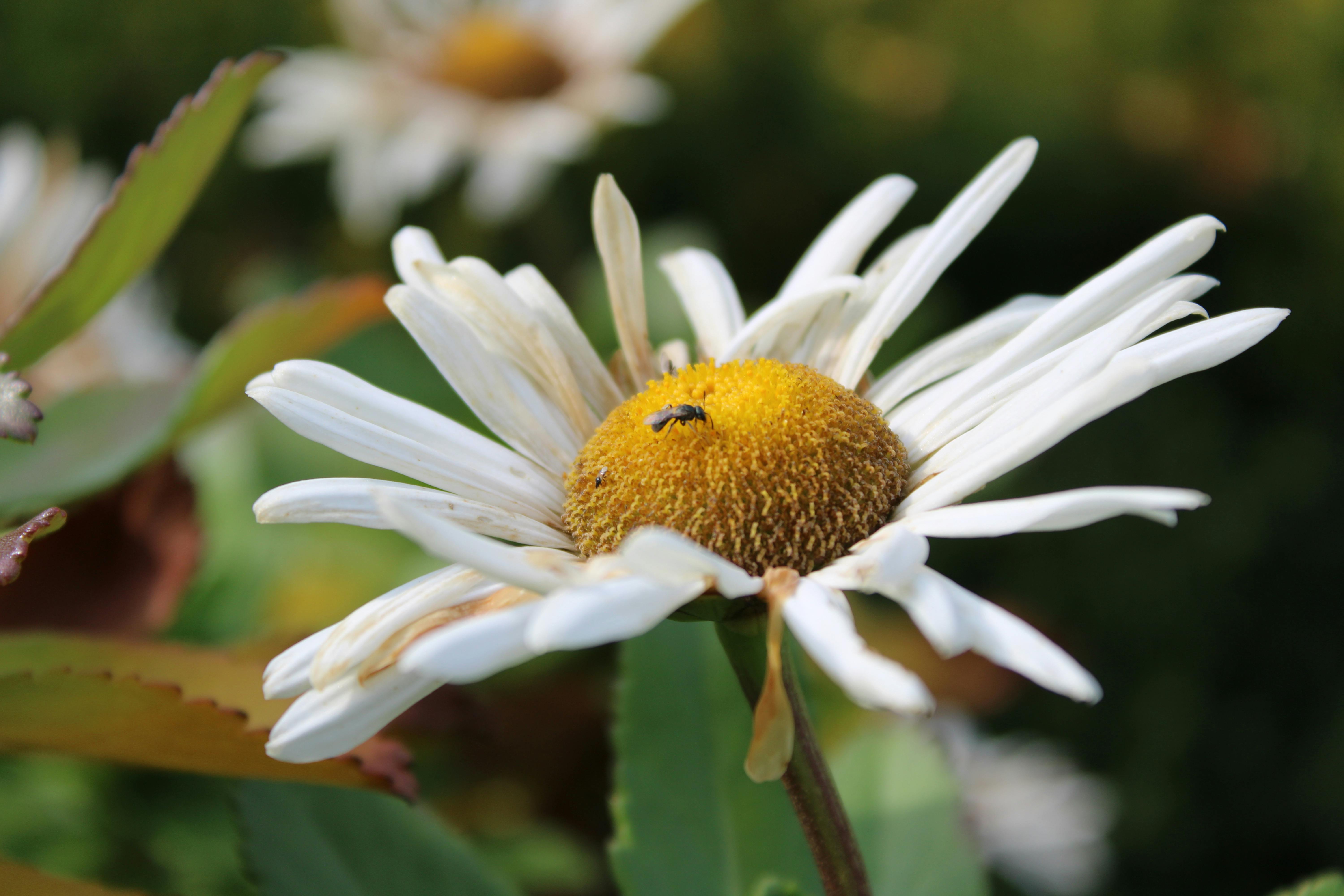 Close-up of White Daisy with Insect in Toronto · Free Stock Photo