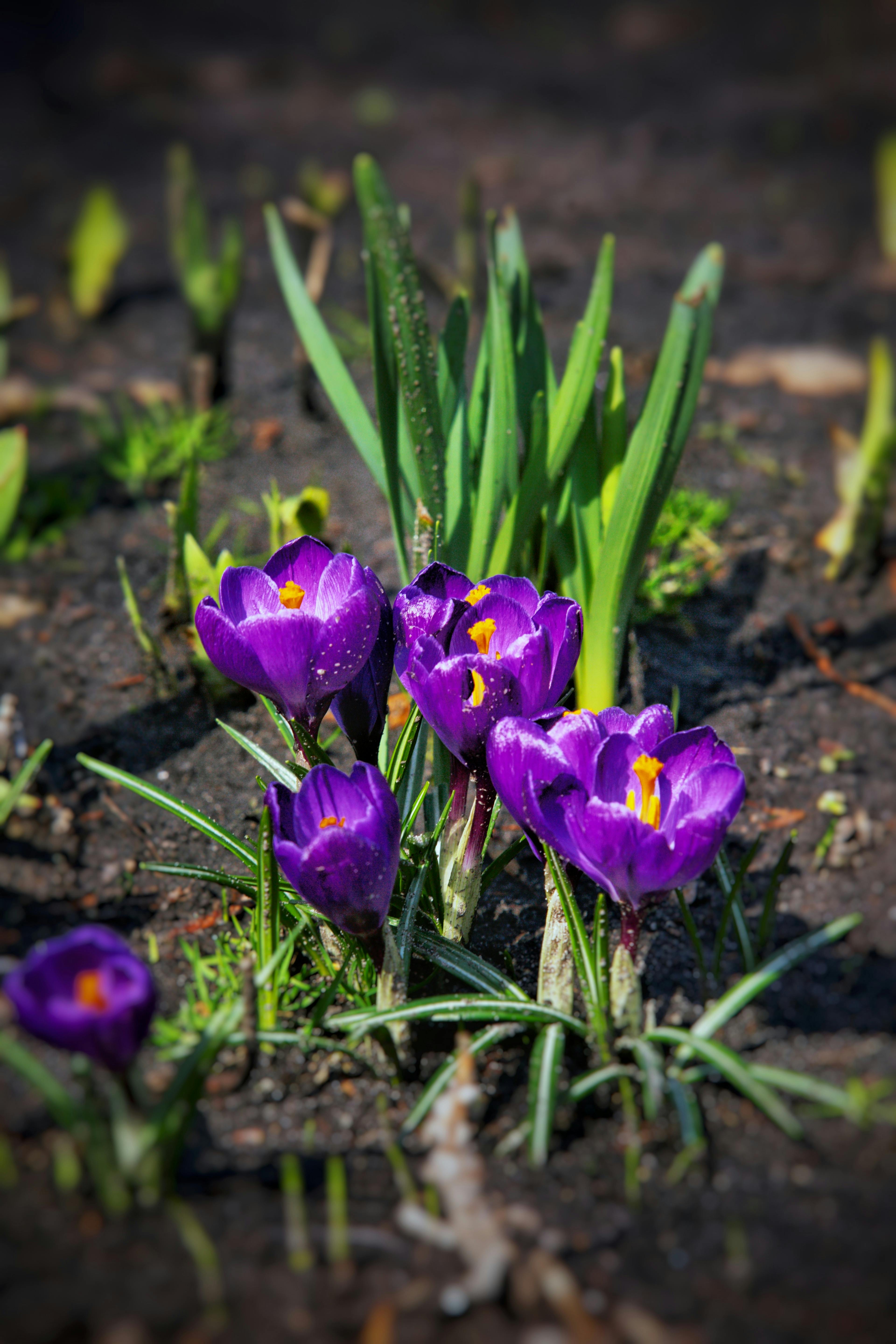 Vibrant Purple Crocuses Blooming in Spring Garden · Free Stock Photo