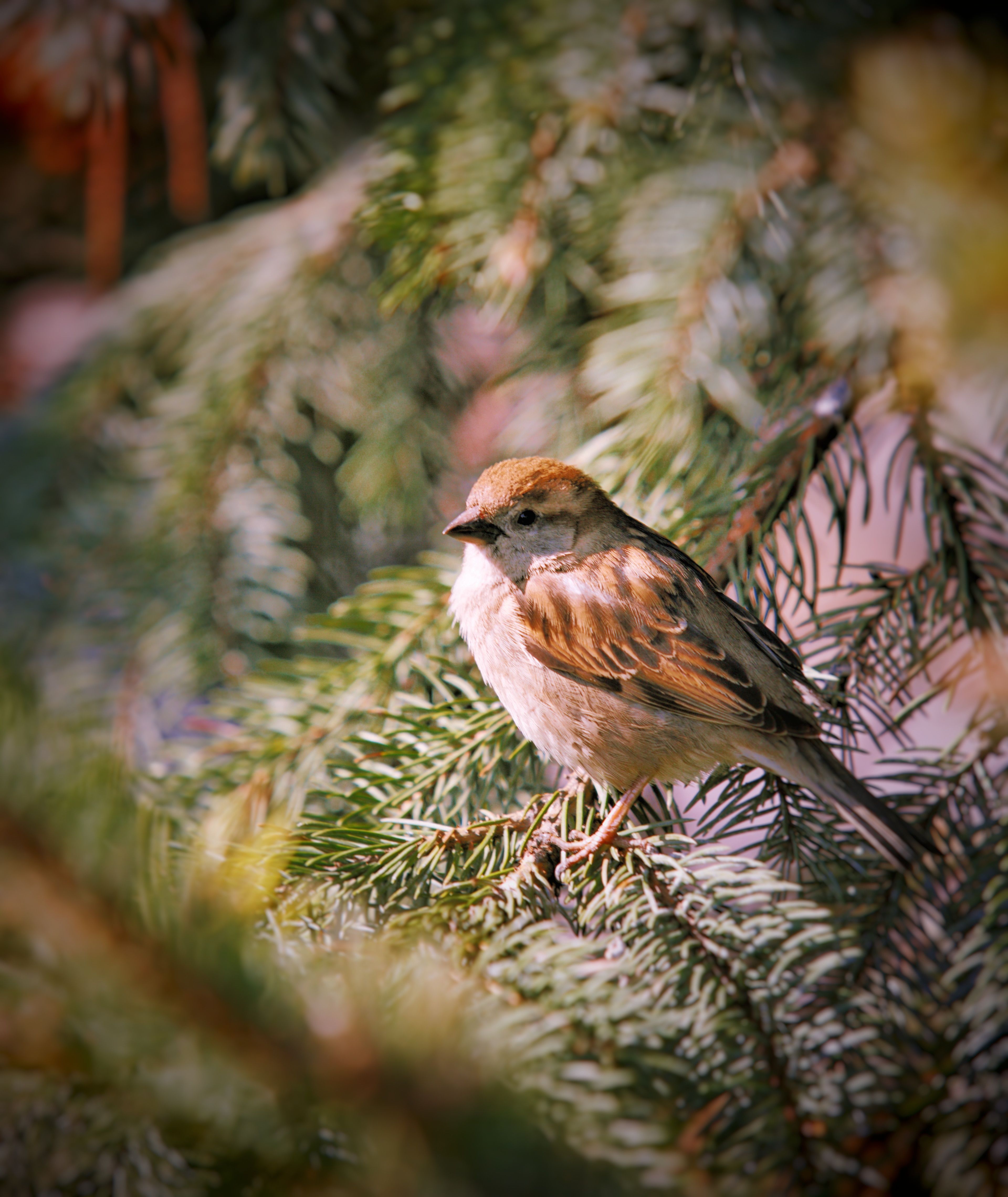 Sparrow on Evergreen Branch in Natural Light · Free Stock Photo