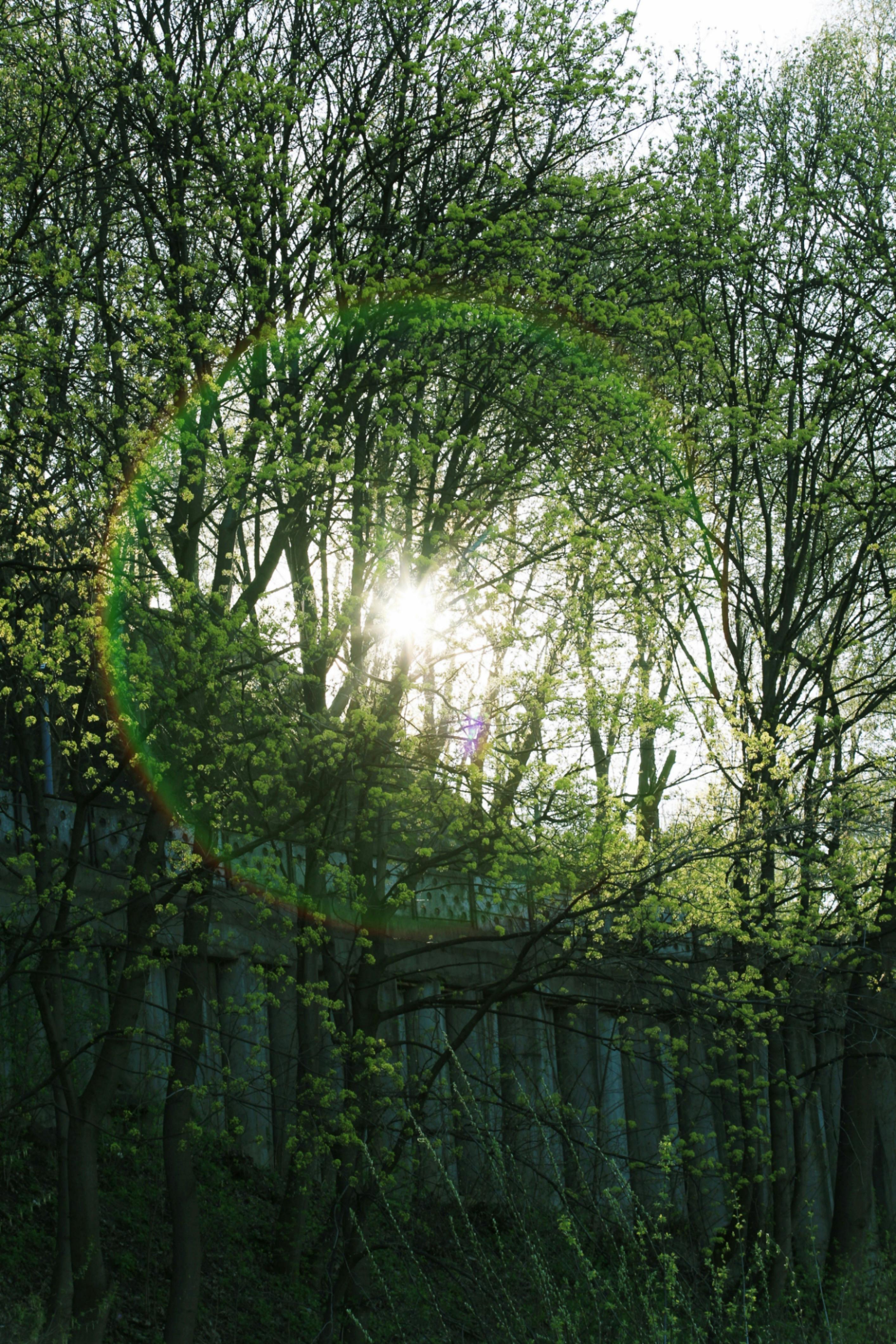 Sunlight Filtering Through Spring Trees · Free Stock Photo
