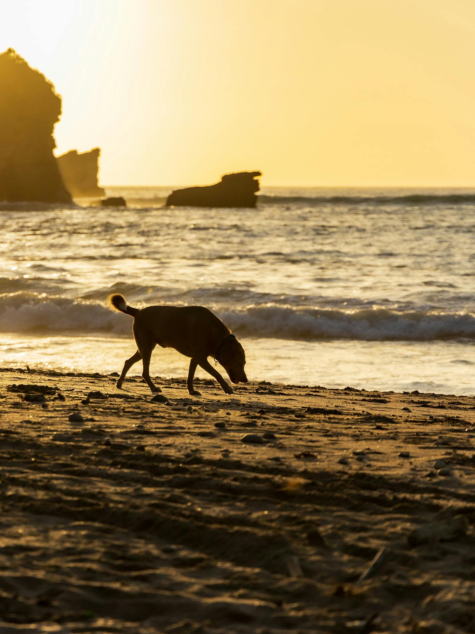 Dog Sunset Photos, Download The BEST Free Dog Sunset Stock Photos & HD ...