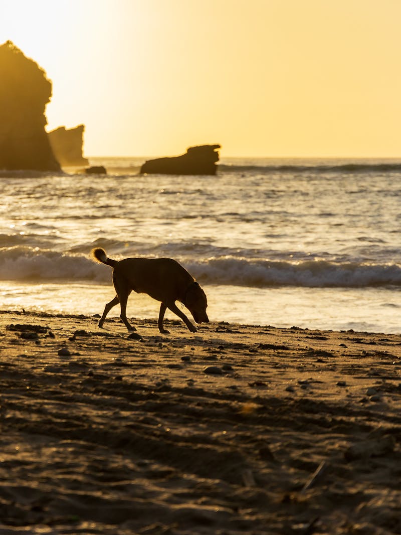 Dog Sunset Photos, Download The BEST Free Dog Sunset Stock Photos & HD ...