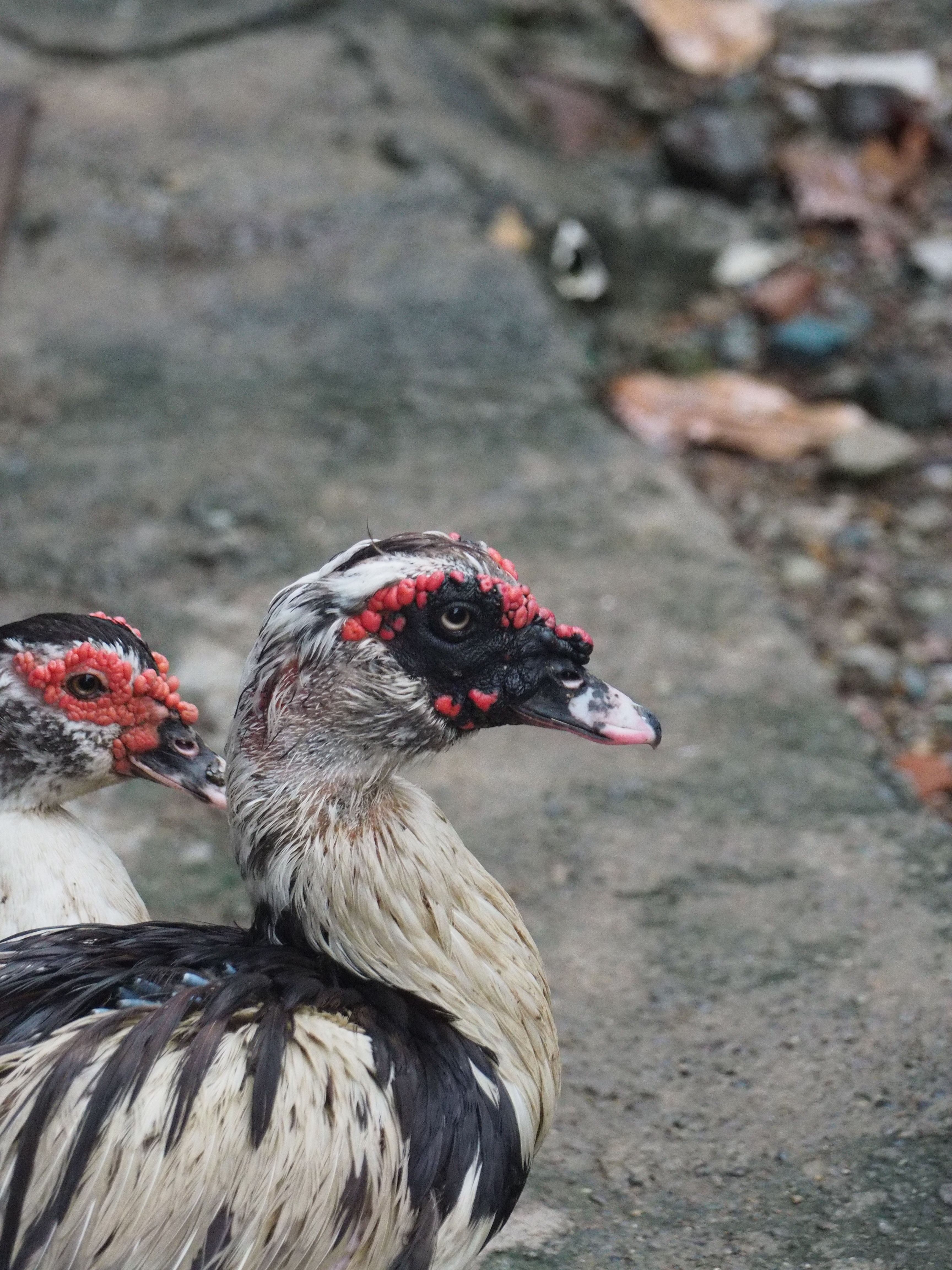 Close-up of Muscovy Ducks on Rustic Pathway · Free Stock Photo