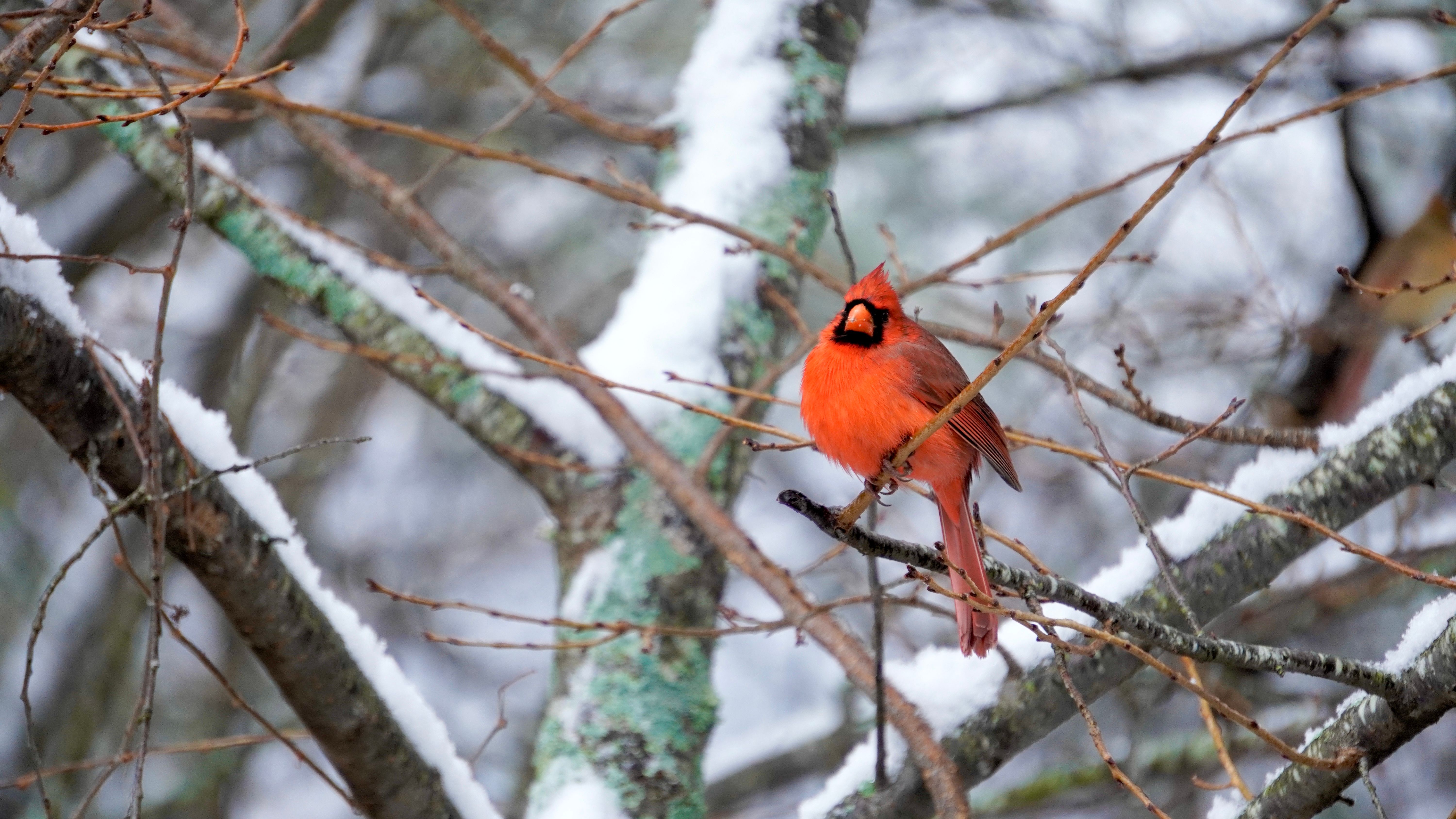 Red Cardinal Bird on Tree Branch · Free Stock Photo