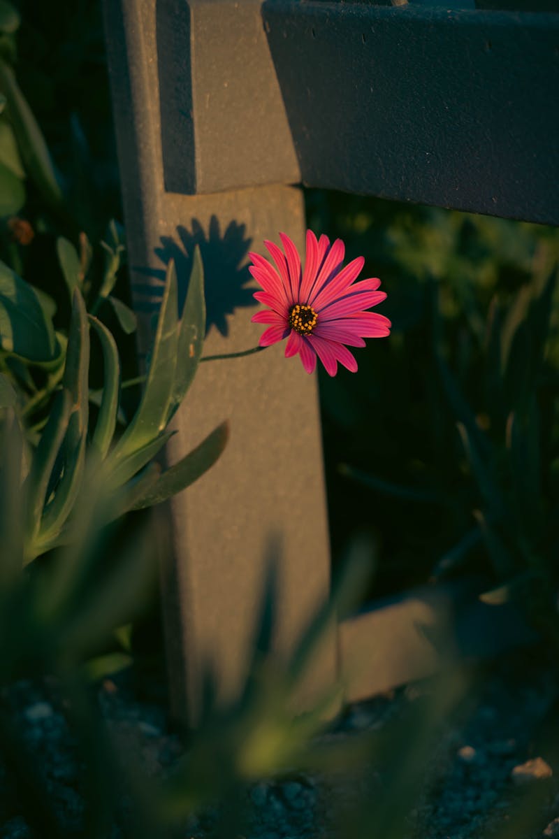 Flower Pic Photos, Download The BEST Free Flower Pic Stock Photos & HD ...