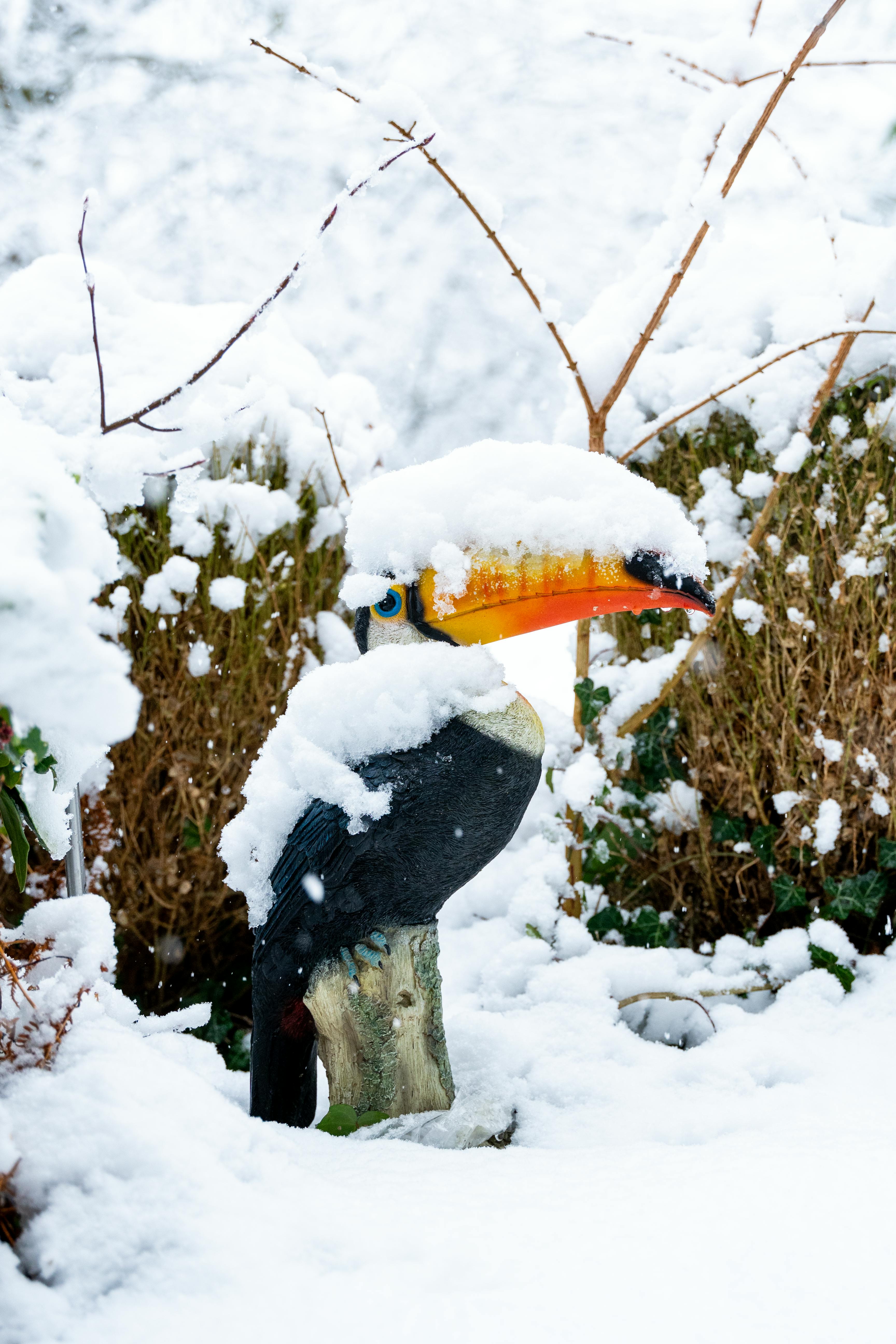Snow-Covered Toucan Sculpture in Winter Garden · Free Stock Photo
