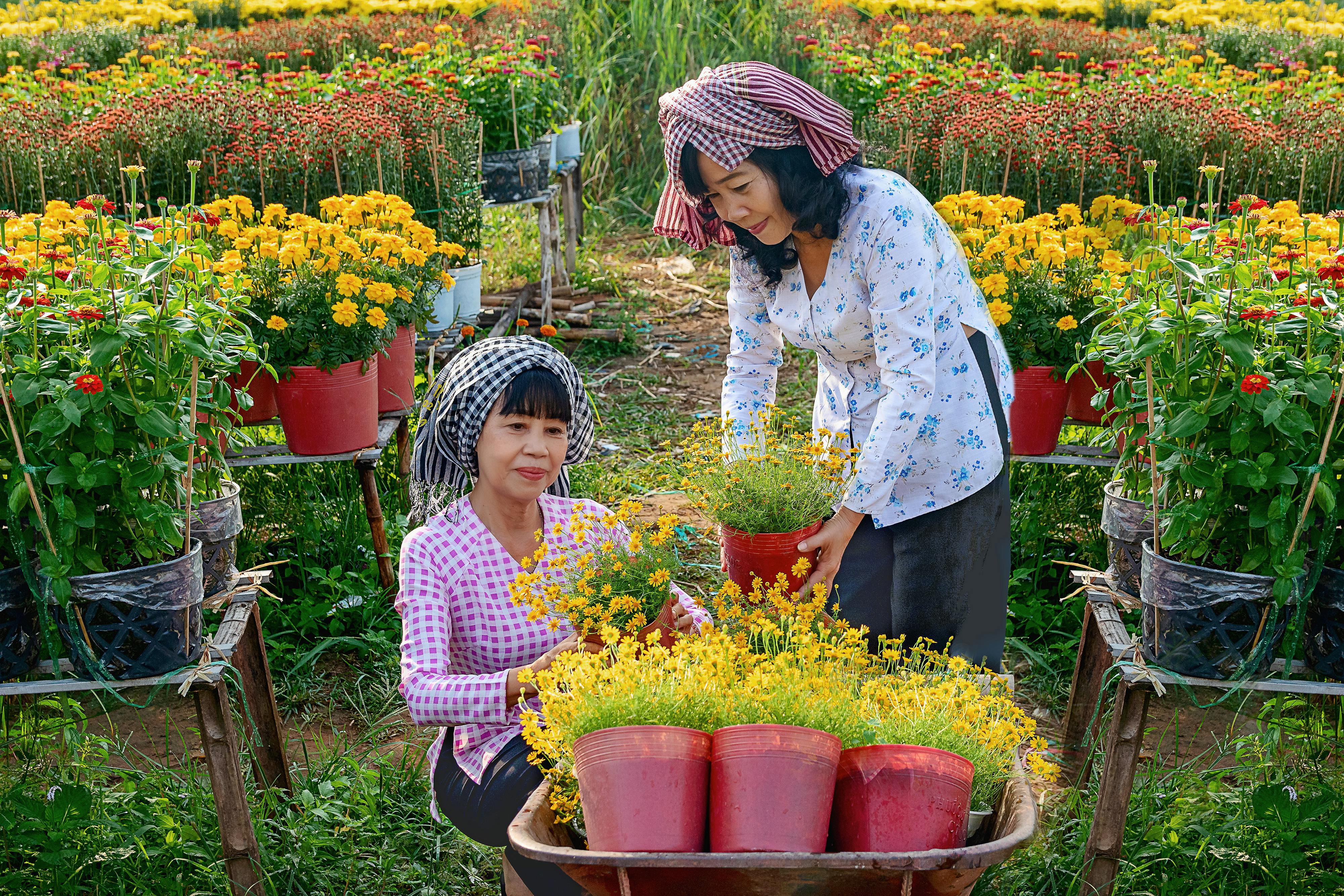 Women Harvesting Flowers in An Giang, Vietnam · Free Stock Photo