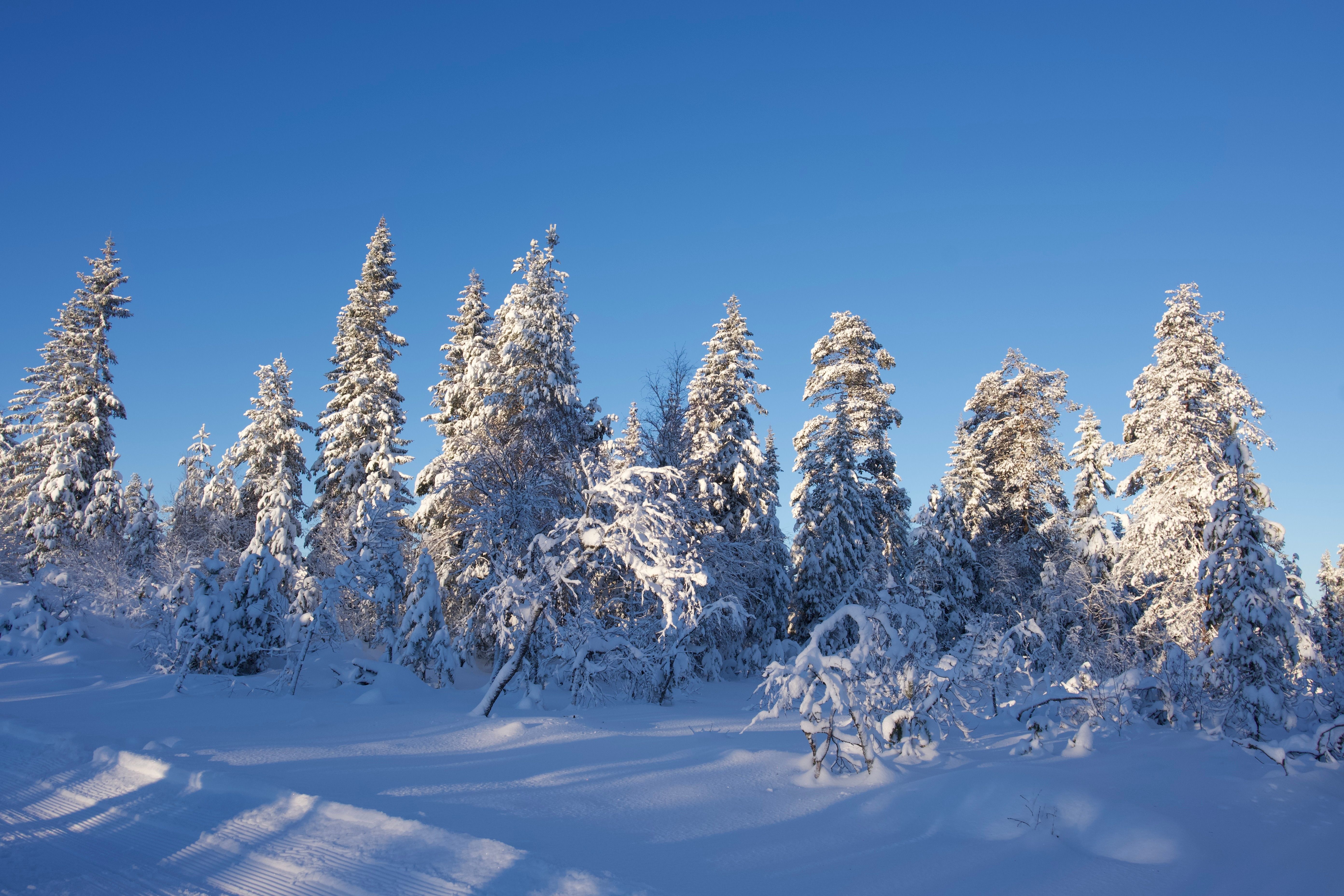 Snow-covered forest trees under clear blue sky · Free Stock Photo
