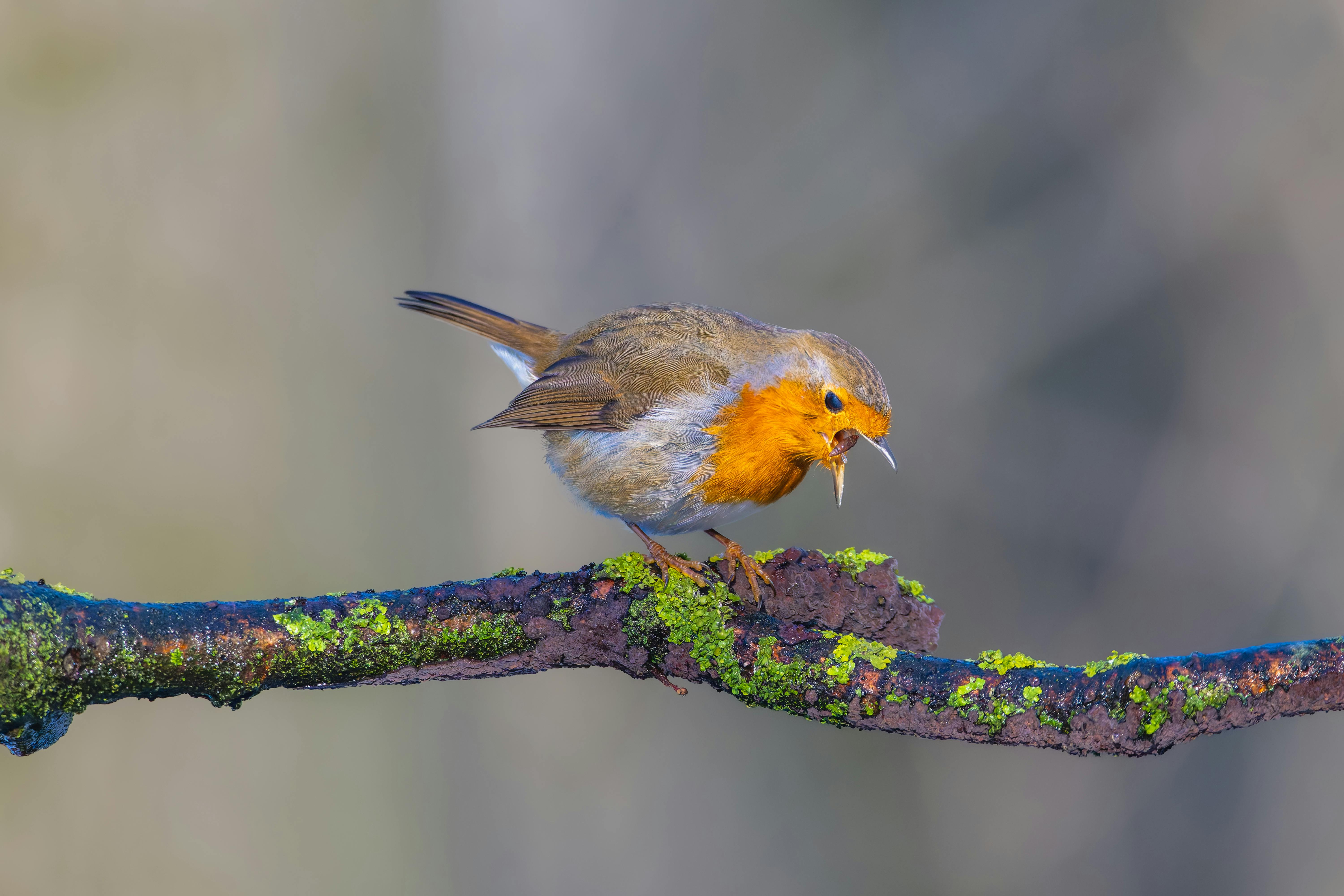 North American Robin Habitat and Behavior Explained