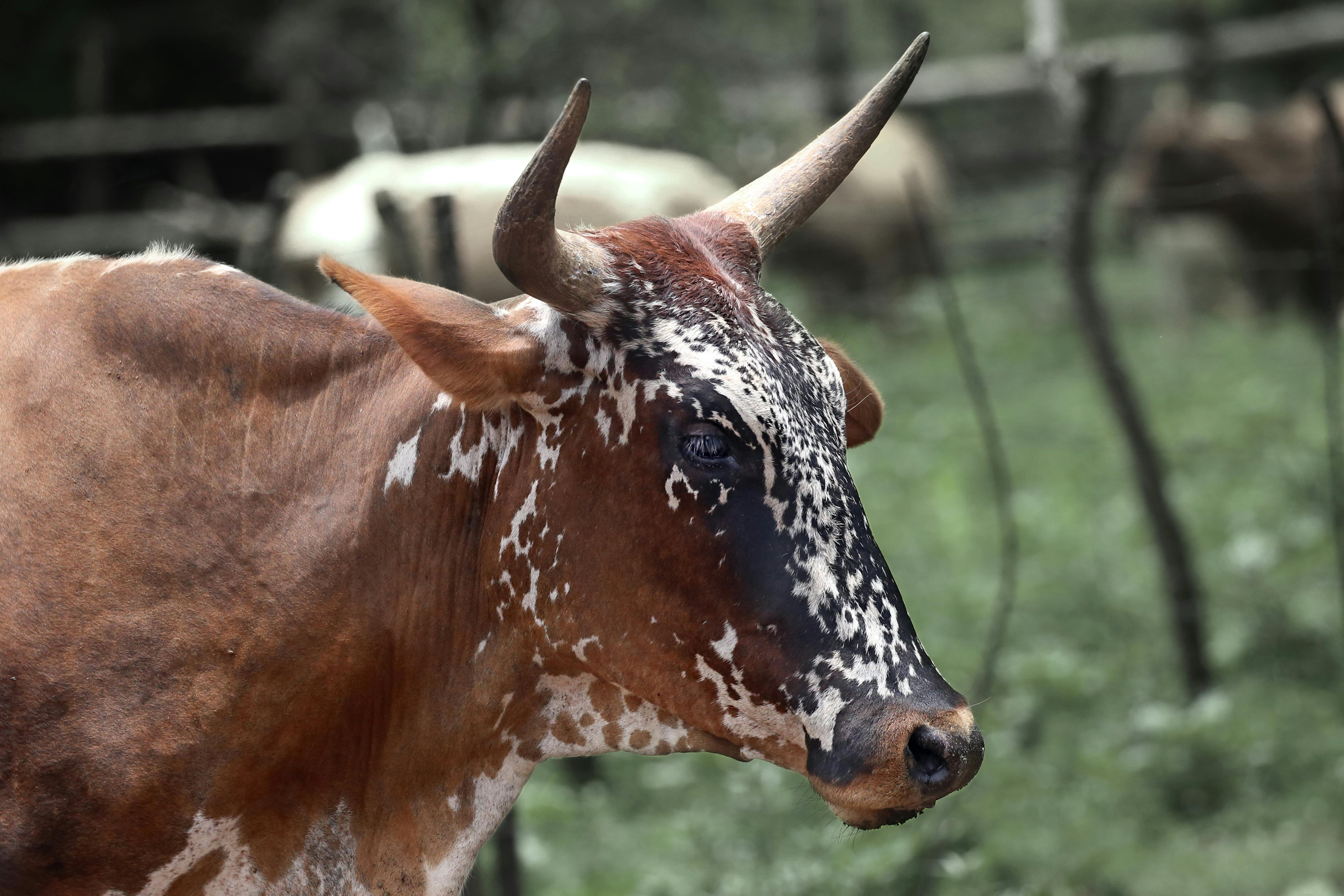 Majestic Nguni Cow in Lush Pasture · Free Stock Photo