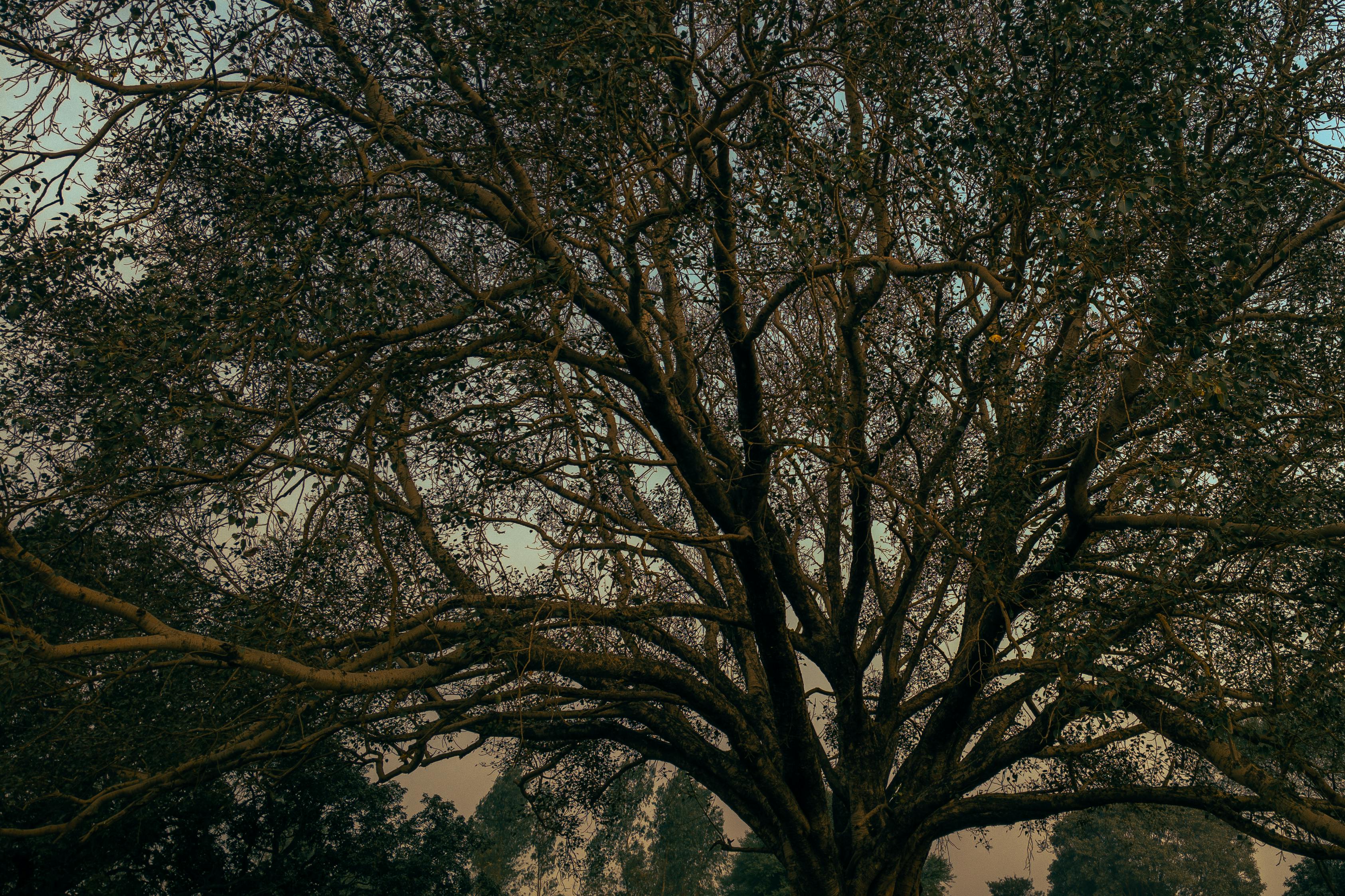 Imposing Ahuehuete Tree in Oaxaca, Mexico · Free Stock Photo