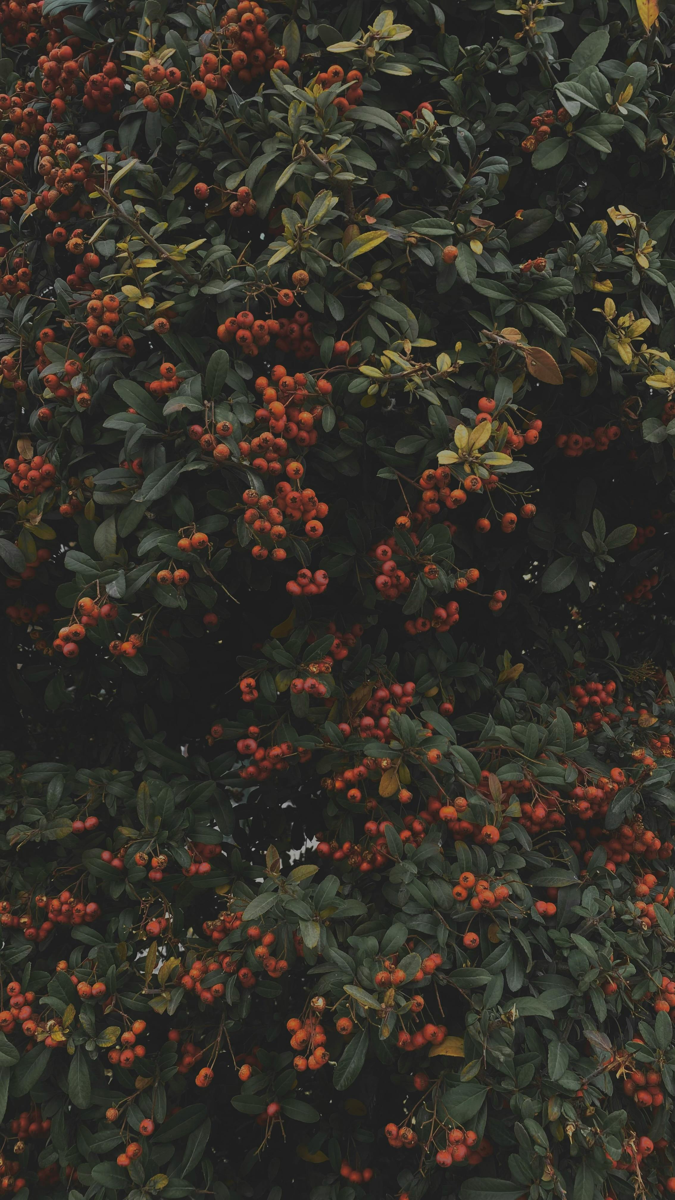 Lush Berry-Laden Shrub with Dark Foliage · Free Stock Photo