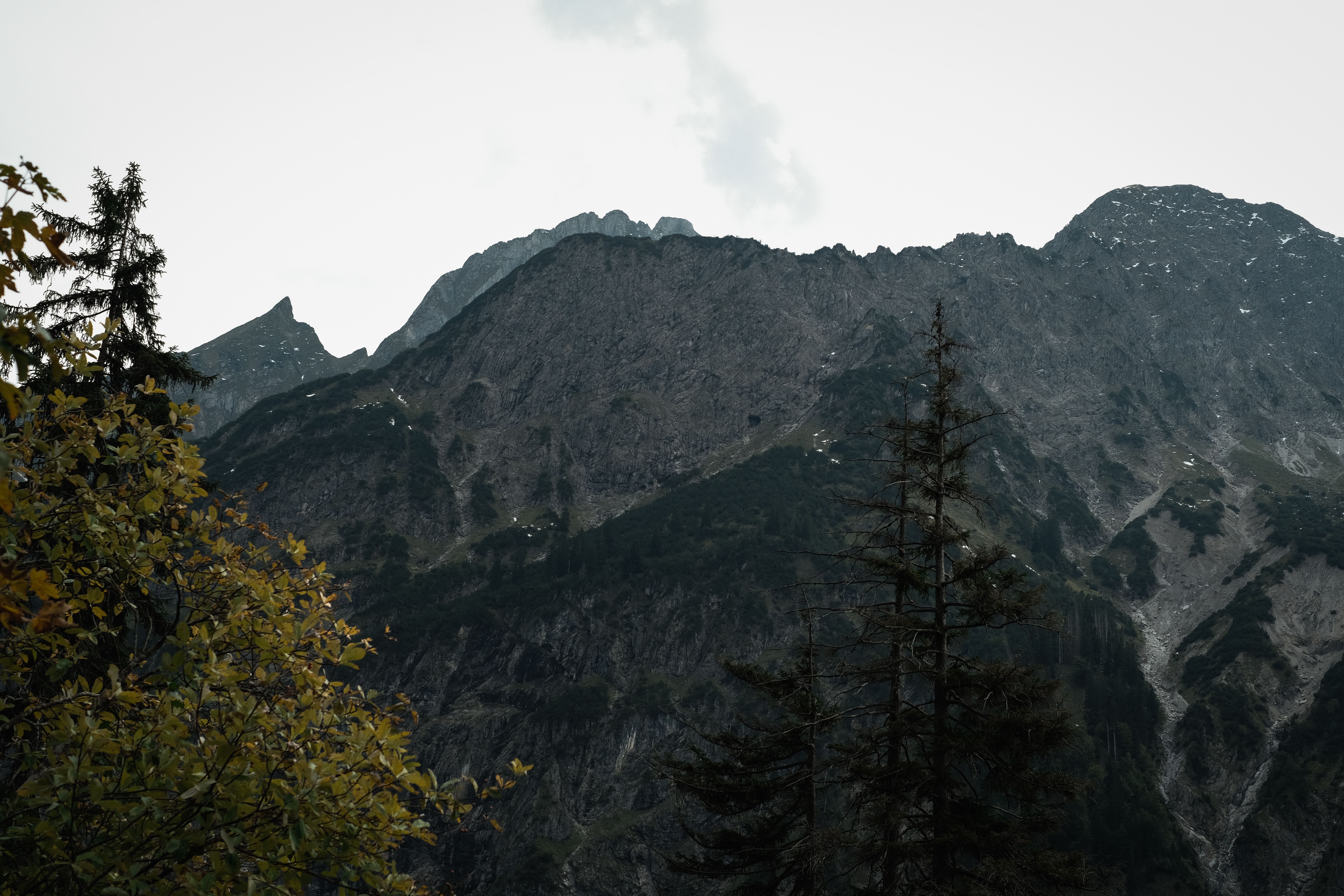 Wild Forests Photos, Download The BEST Free Wild Forests Stock Photos ...